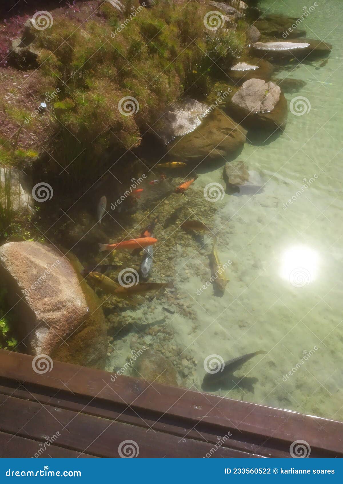 Calm fish pond stock photo. Image of plant, underwater - 233560522