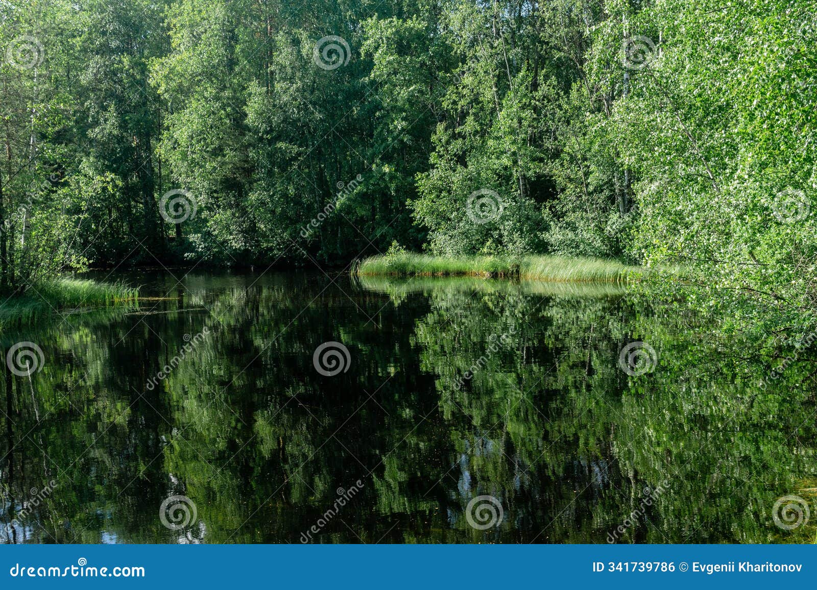 Calm Forest Lake with Reflection of a Trees Stock Photo - Image of ...