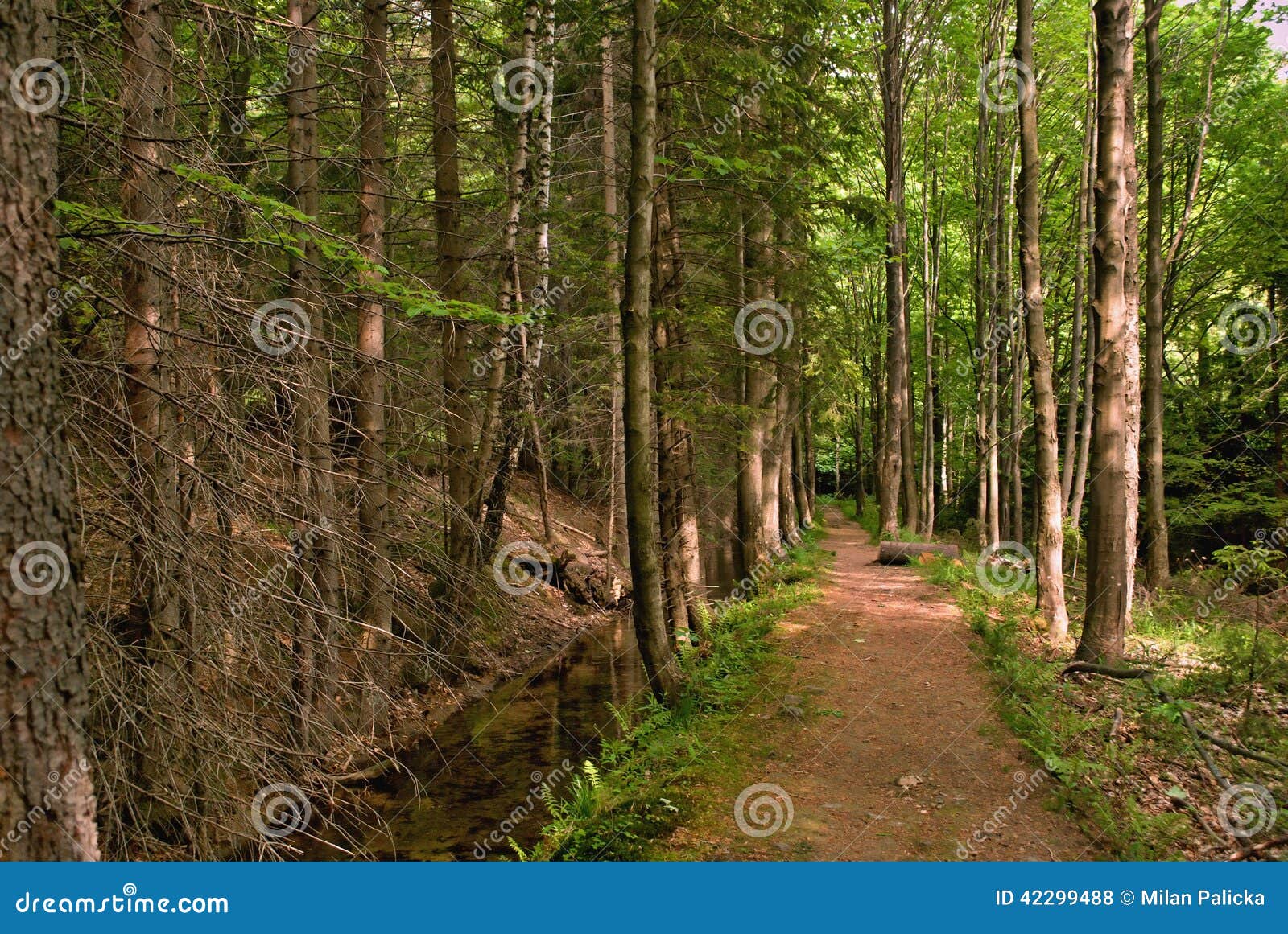 Calm forest path stock photo. Image of forest, traveling - 42299488