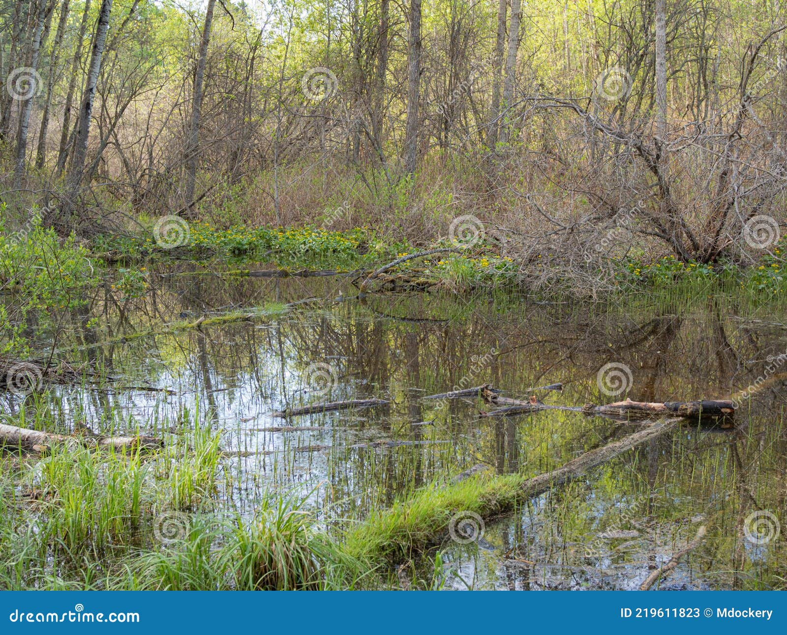 Calm Forest Pond Early Spring Stock Image - Image of serenity, garden ...