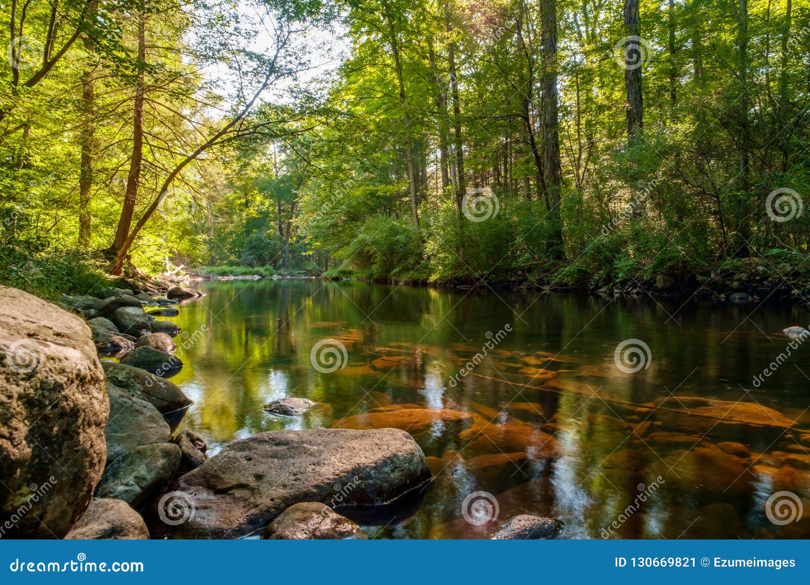 Calm Forest Stream stock image. Image of vivid, beautiful - 130669821