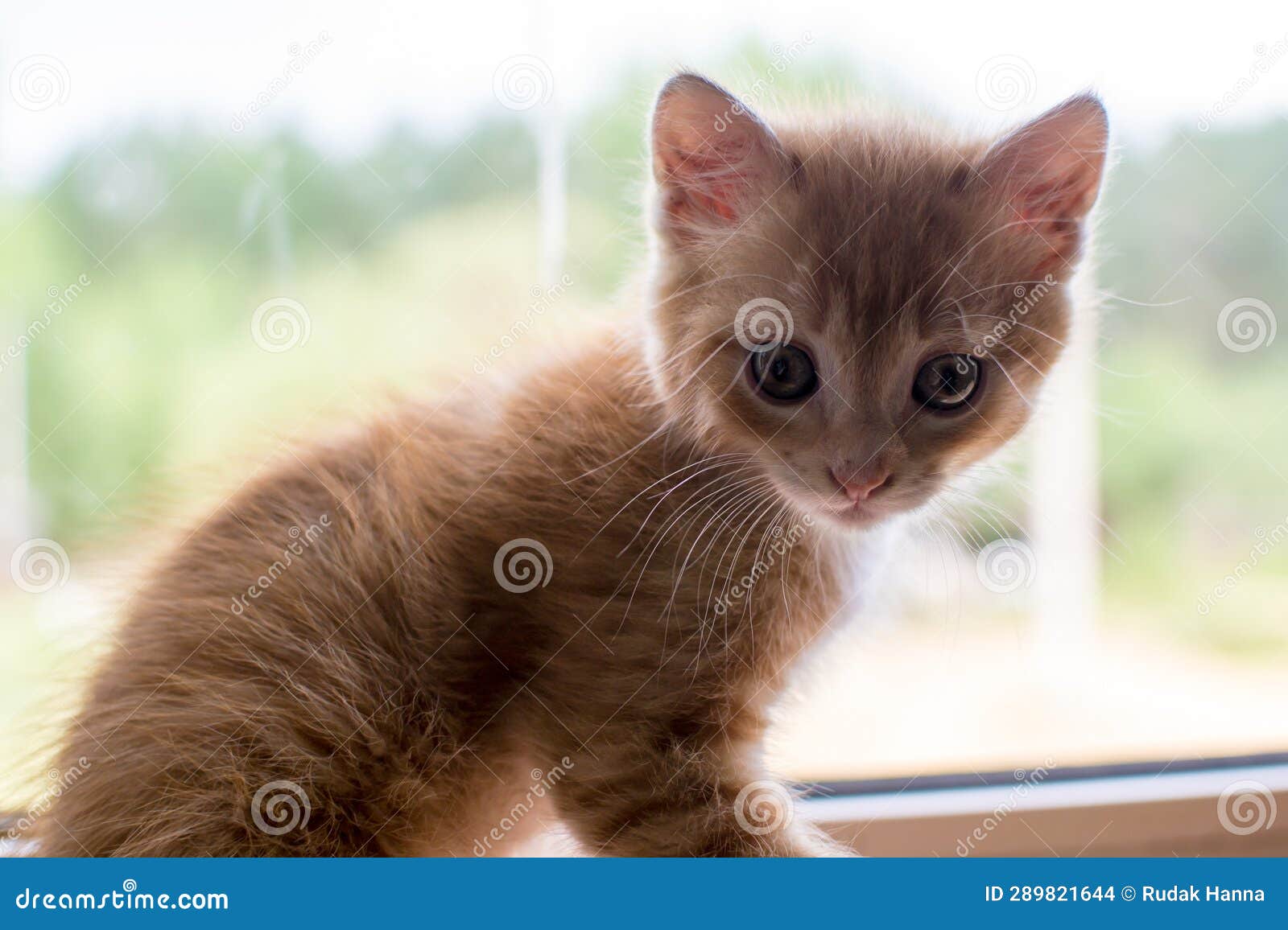 Calm Ginger Kitten, Small Kitten, Pet. Stock Photo - Image of charming ...
