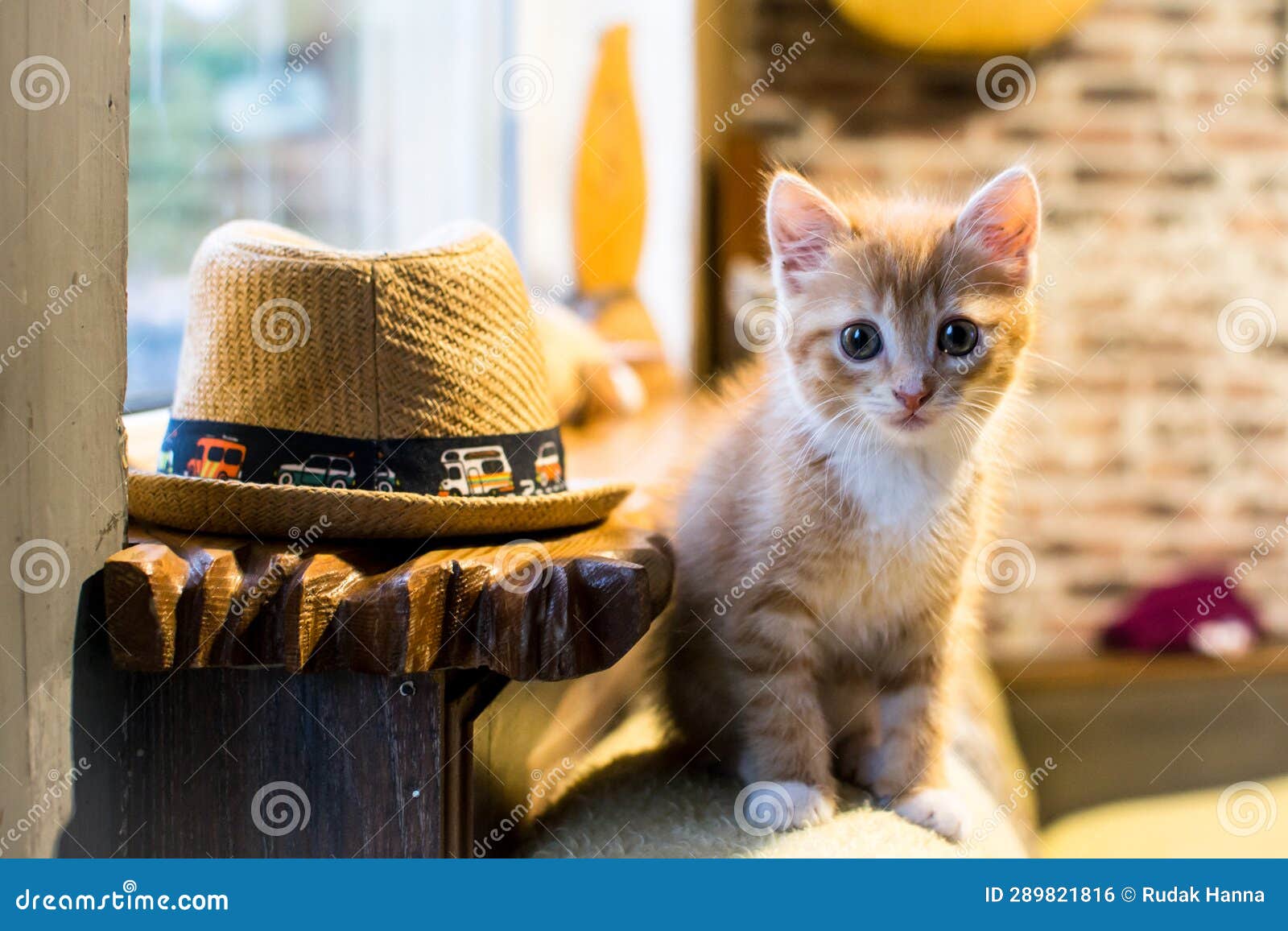 Calm Ginger Kitten, Small Kitten, Pet. Stock Photo - Image of cute ...