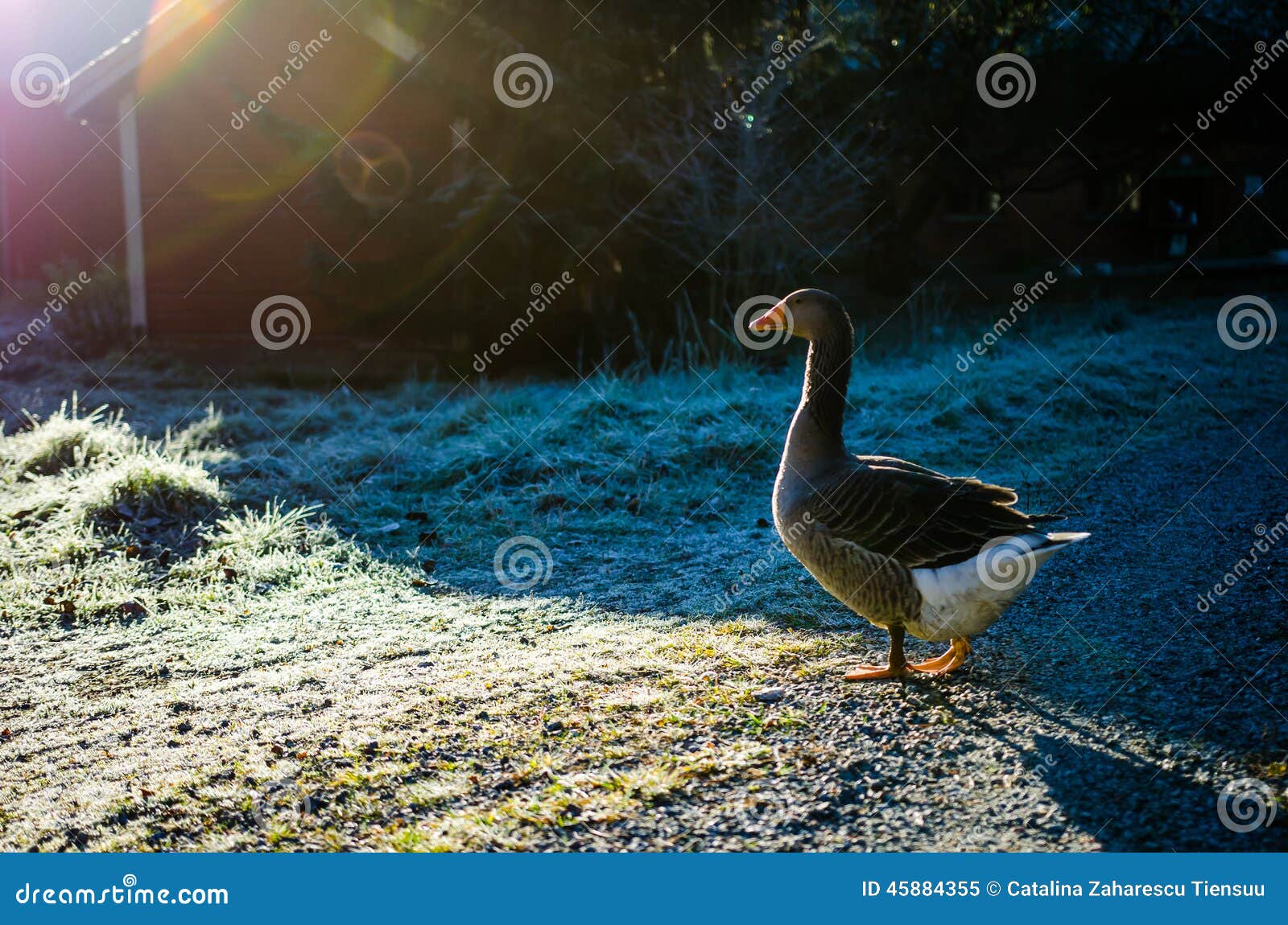 Calm goose stock image. Image of nordic, sitting, males - 45884355