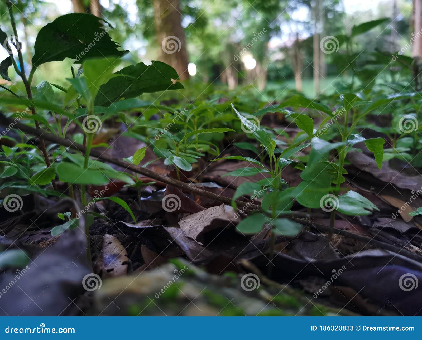 Calm Green Plant Leaves on the Grass Stock Image - Image of grasslow ...