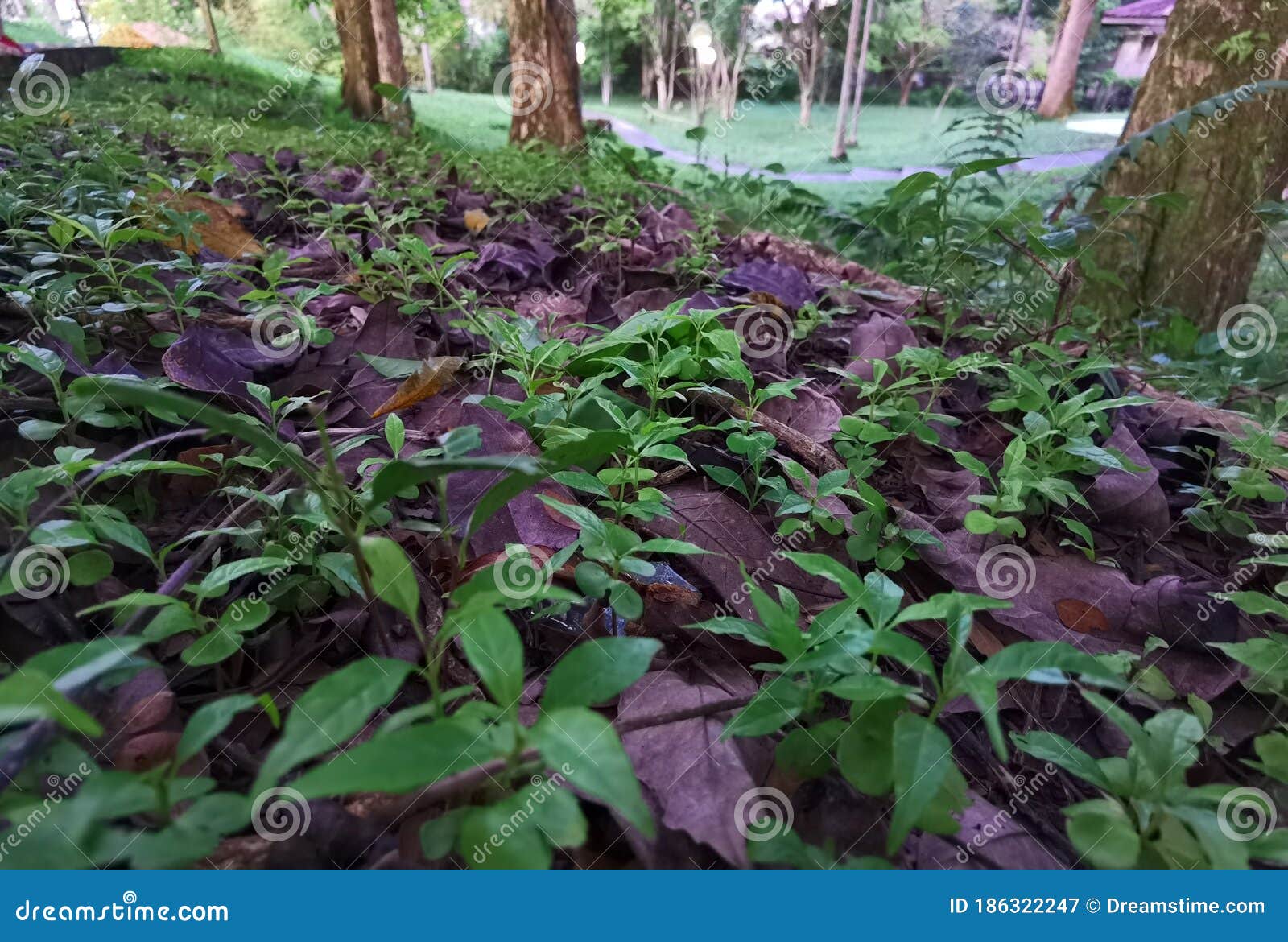 Calm Leaves Background Royalty-Free Stock Photography | CartoonDealer ...