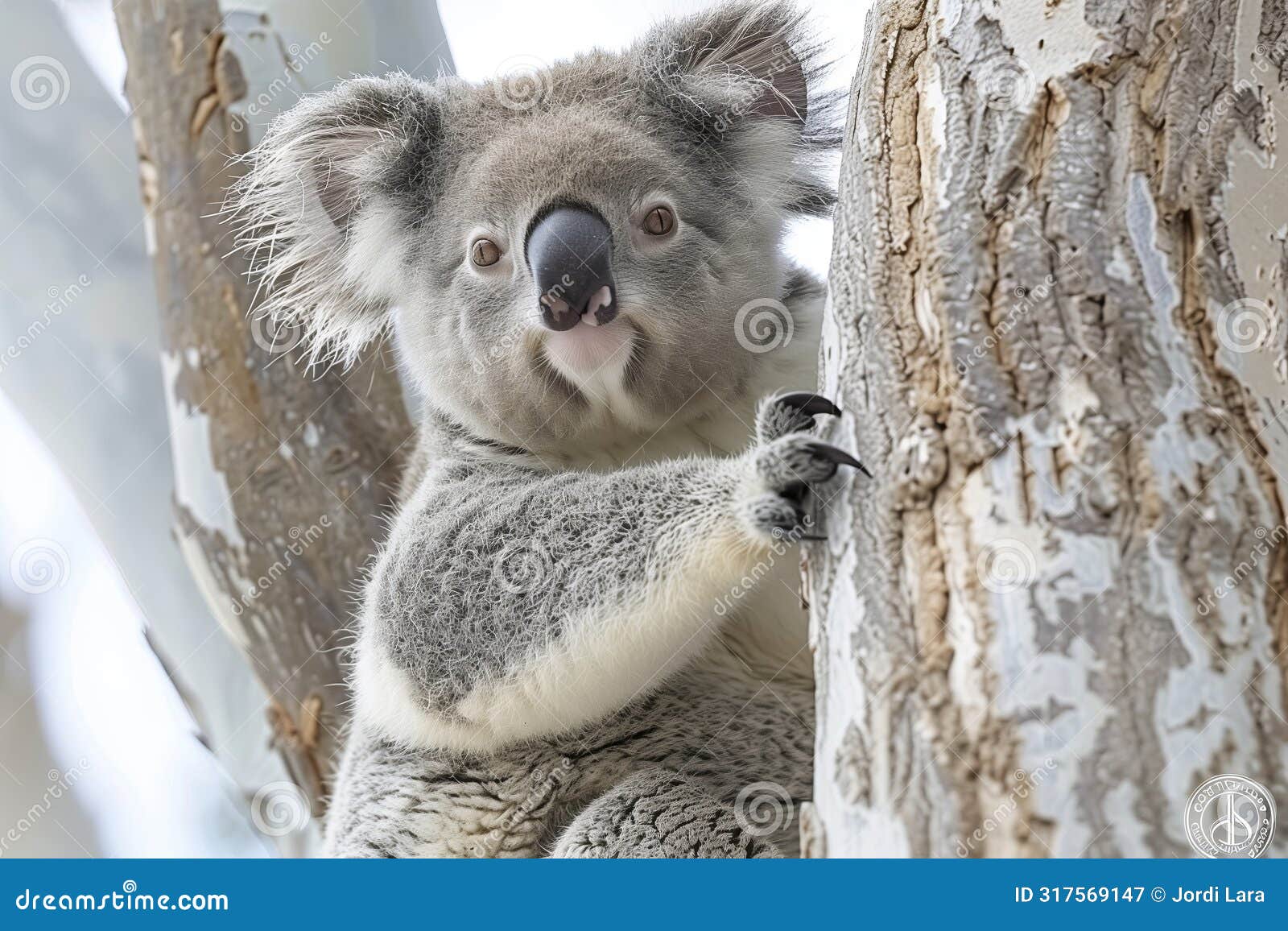 Calm Koala Climbing a Eucalyptus Tree in White Background Stock Image ...