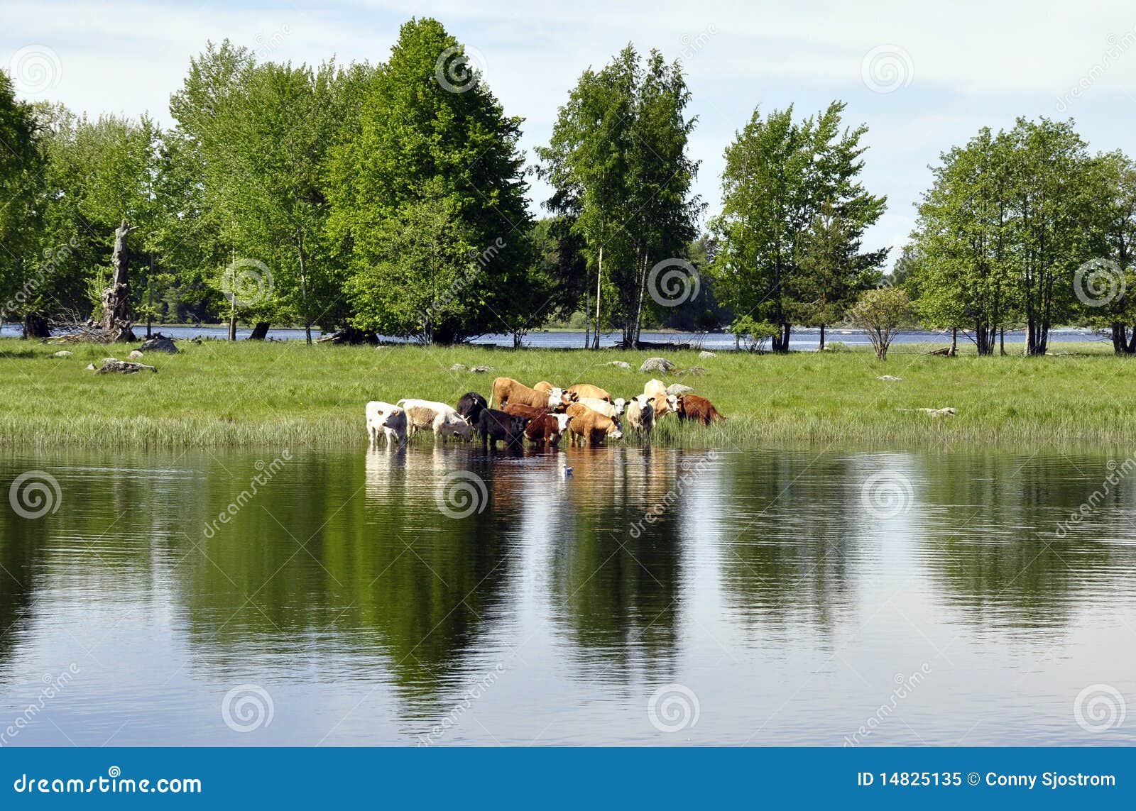 Calm lake reflection stock image. Image of outdoor, mirror - 14825135