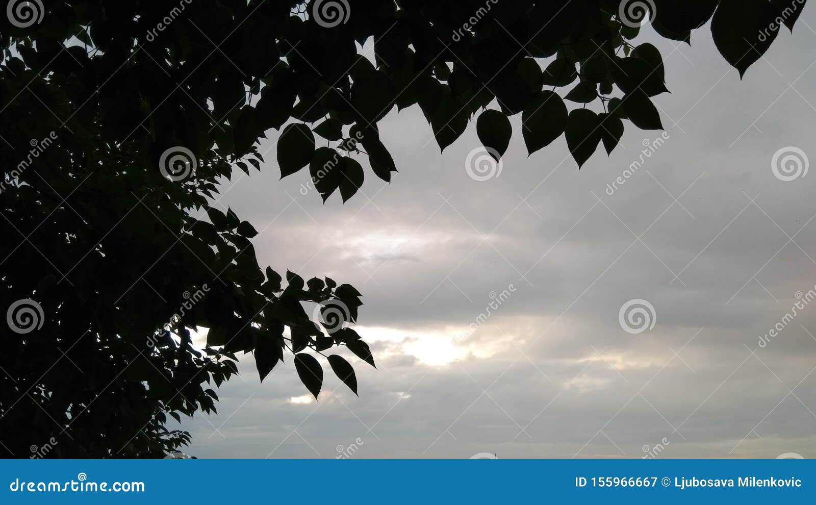 Calm stock image. Image of cloud, leaf, calm, tranquility - 155966667