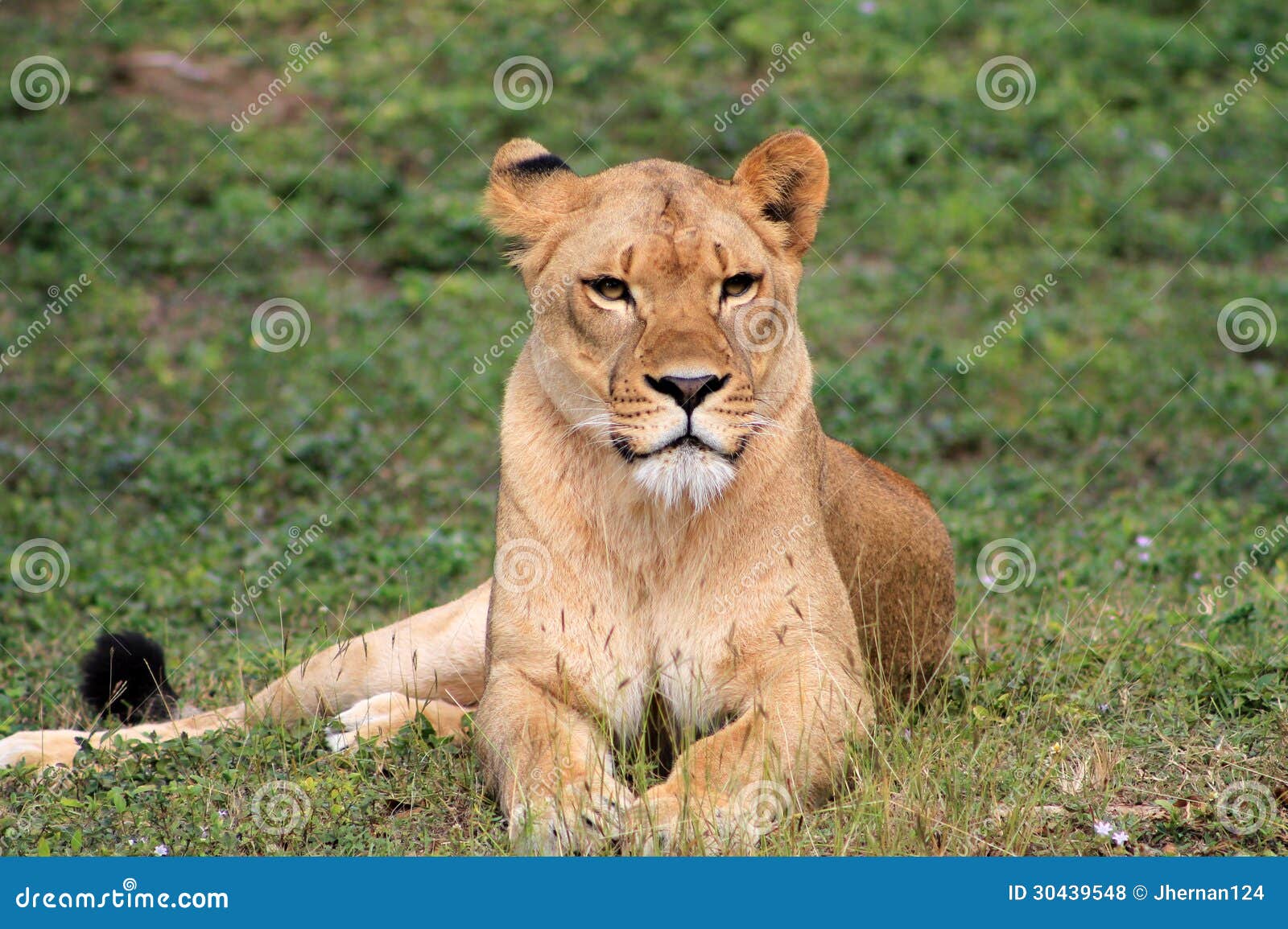 Calm lioness stock photo. Image of mammal, rest, lies - 30439548