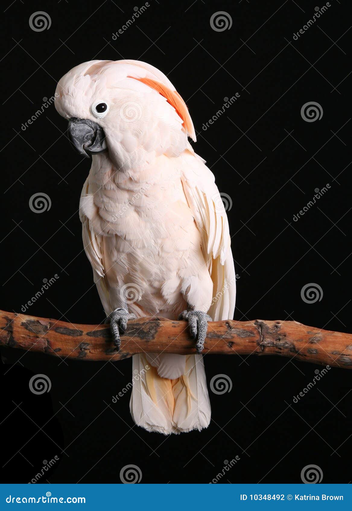 Calm Male Moluccan Cockatoo on Black Stock Photo - Image of cockatoo ...