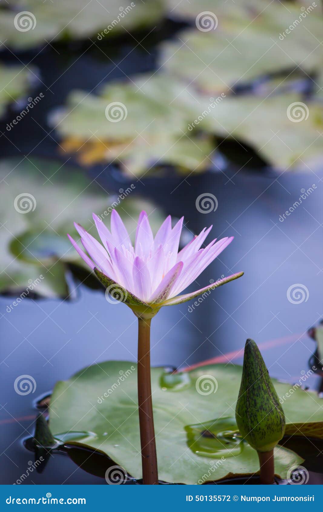 Calm Meditation Blooming Serenity Stock Photo - Image of botany, floral ...