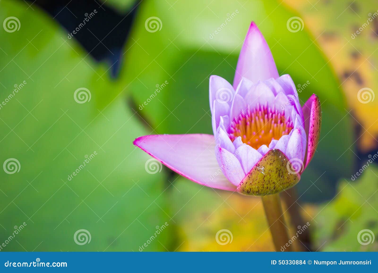 Calm Meditation Blooming Serenity Stock Photo - Image of flower ...