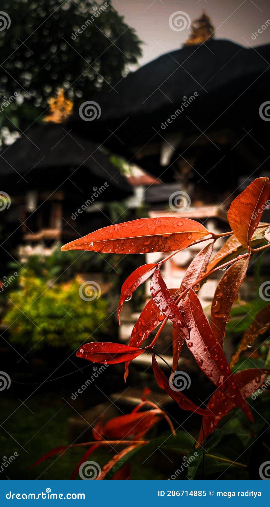 Calm Meditation at Temple after Rainy Stock Image - Image of calm ...