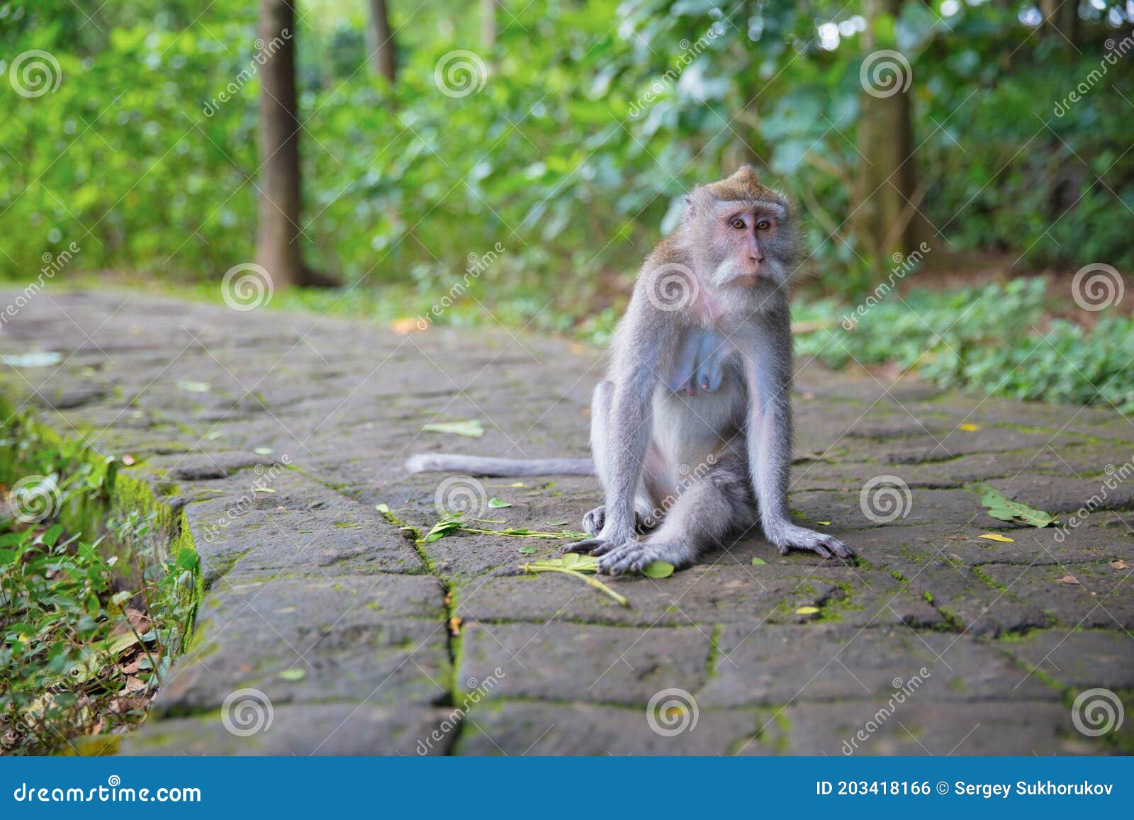 Calm Monkey Sitting on the Sidewalk Stock Photo - Image of long, posing ...