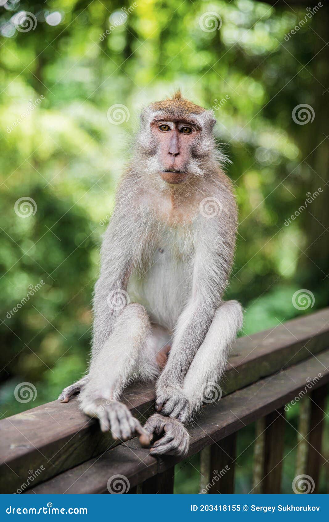 Calm Monkey Sitting on a Wooden Railing Stock Image - Image of macaque ...
