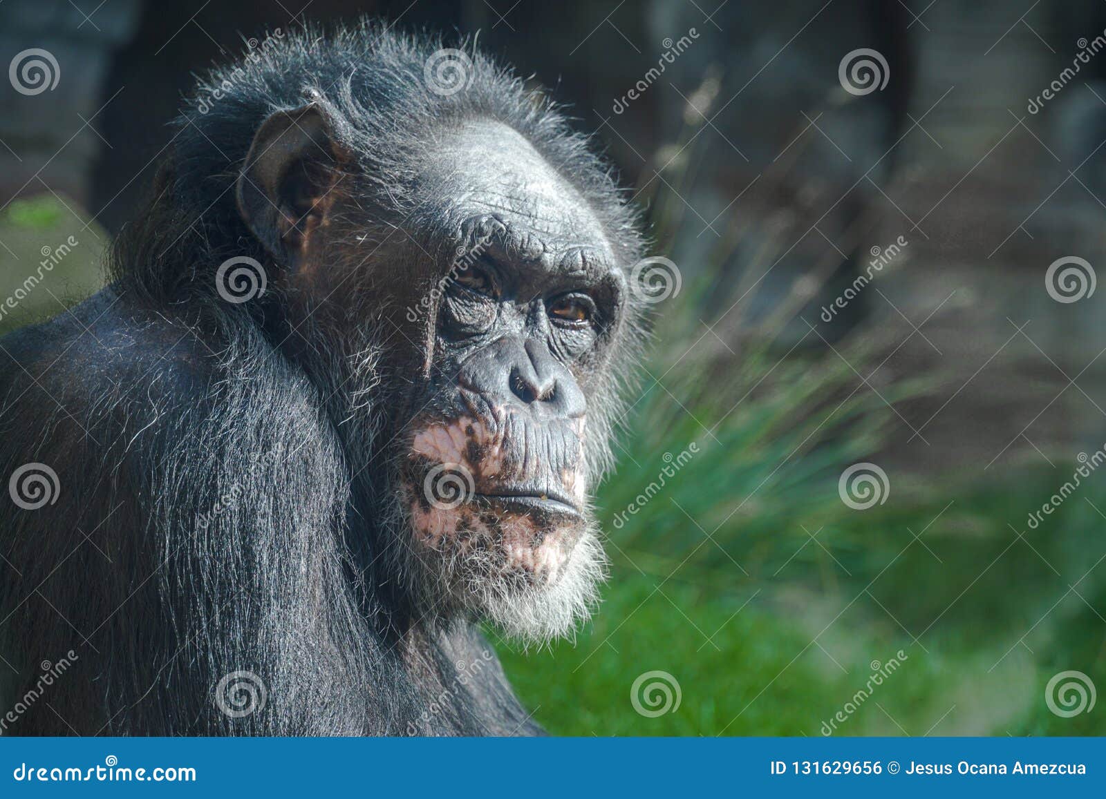 Calm Old Chimpanzee Looking at the Camera Stock Photo - Image of ...