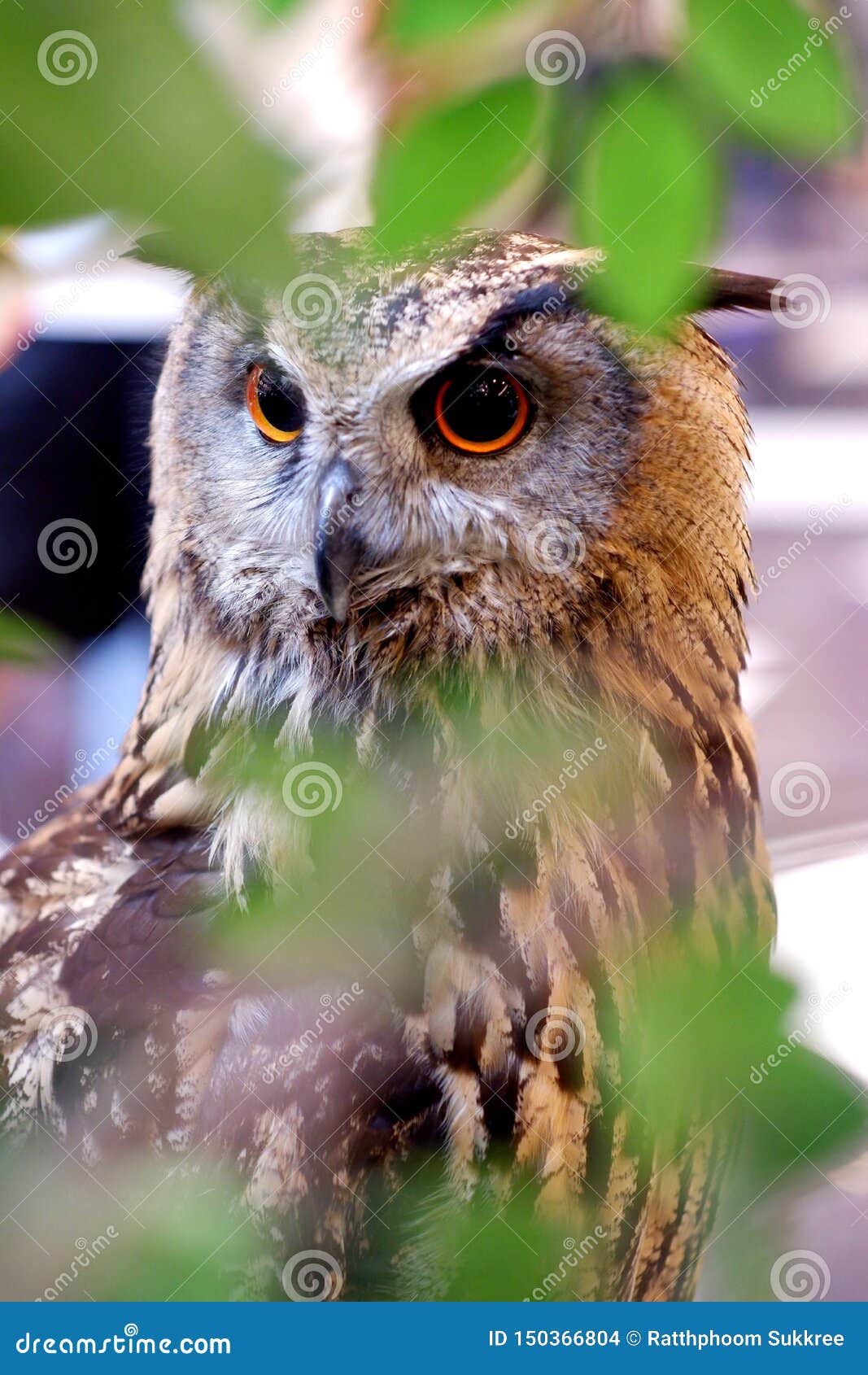 Calm Owl stock photo. Image of calm, piggies, friendly - 150366804