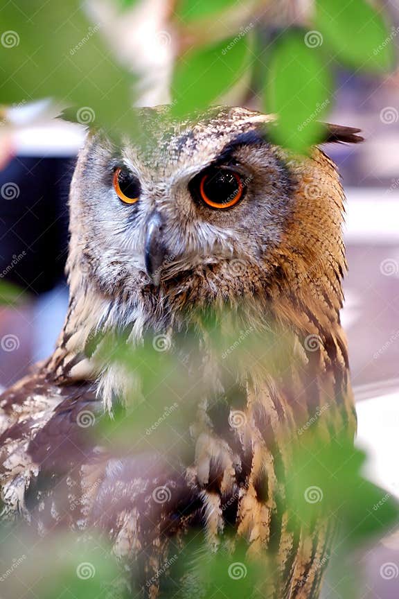 Calm Owl stock photo. Image of calm, piggies, friendly - 150366804