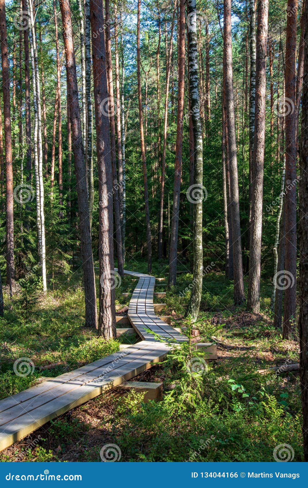 Calm and Peaceful Pine Tree Forest with Green Forest Bed Stock Photo ...