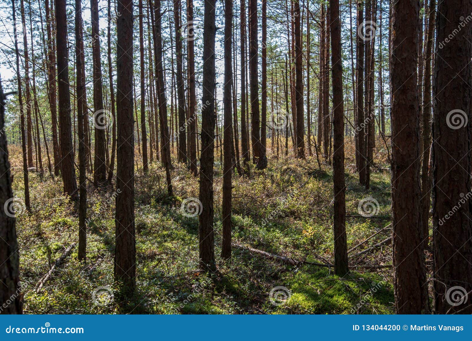 Calm and Peaceful Pine Tree Forest with Green Forest Bed Stock Photo ...