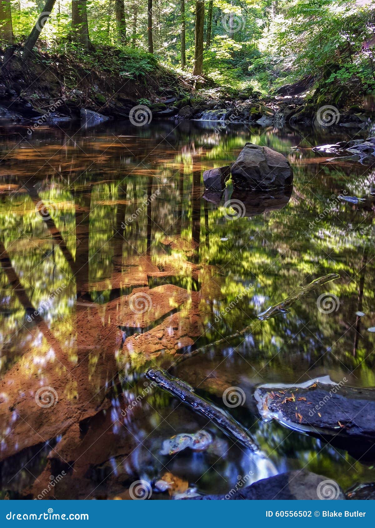 A Calm Pond Deep in the Forest. Stock Photo - Image of nature, forest ...