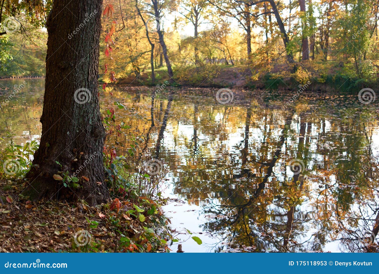 Calm pond in a forest. stock image. Image of calm, nature - 175118953