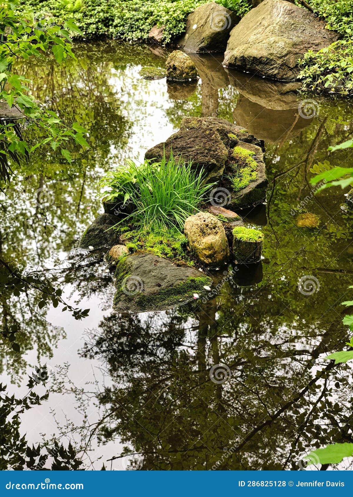 Calm Pond with Rocks Covered in Moss and Flora Stock Photo - Image of ...