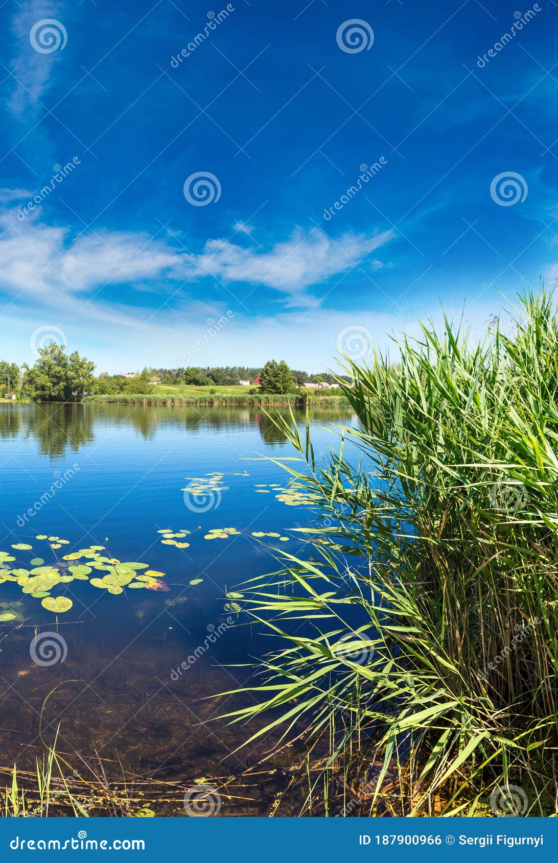 Calm pond and water plants stock photo. Image of russia - 187900966