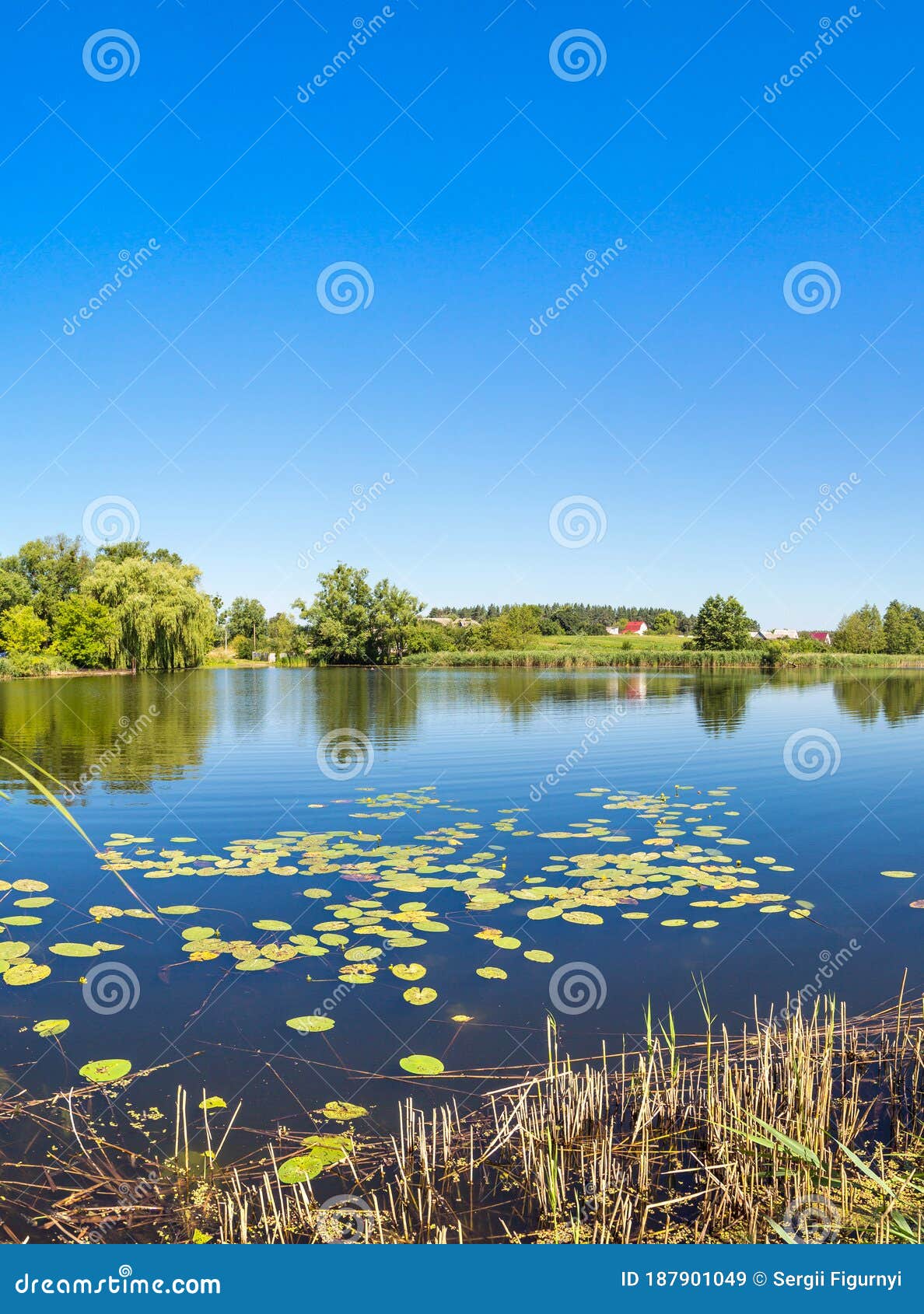 Calm pond and water plants stock image. Image of park - 187901049