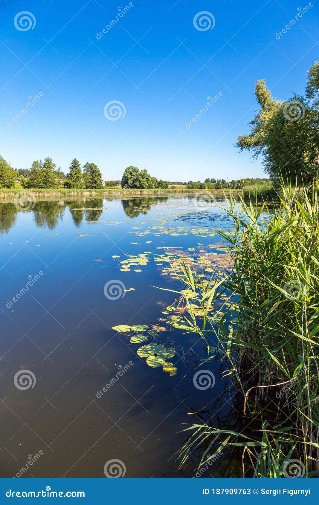 Calm pond and water plants stock image. Image of idyllic - 187909763