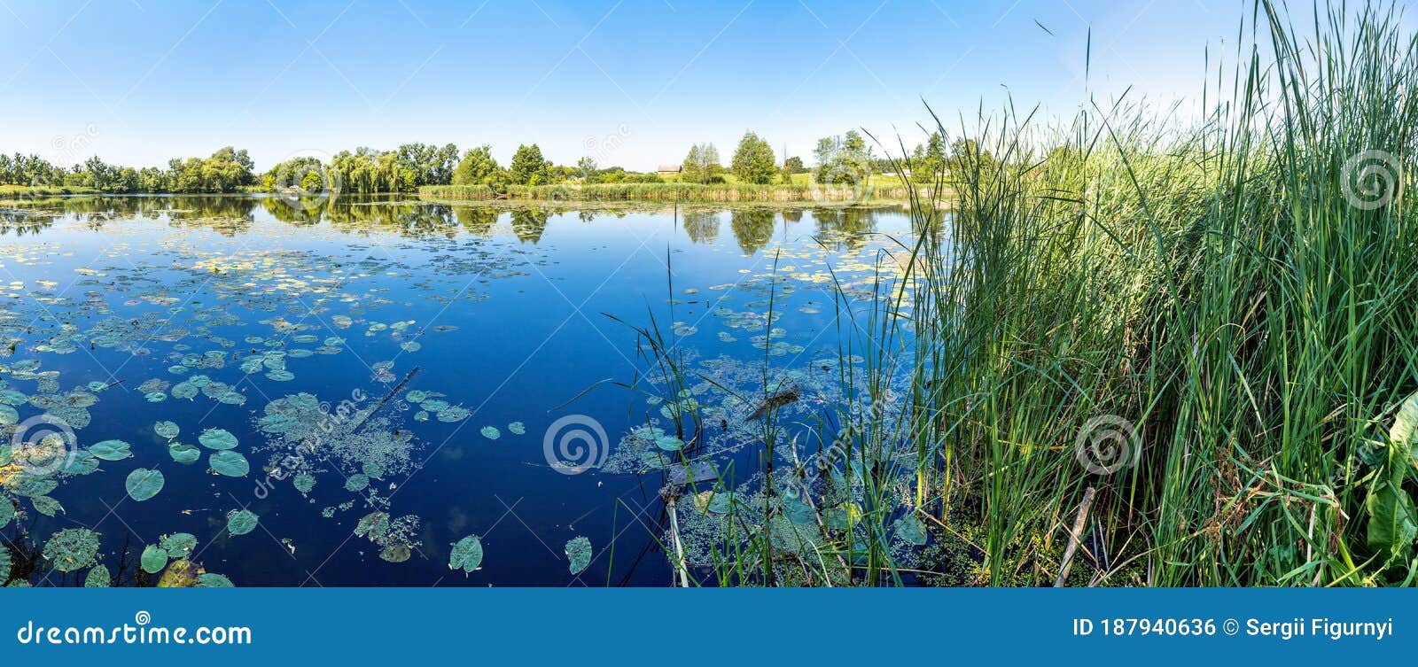 Calm pond and water plants stock photo. Image of beautiful - 187940636