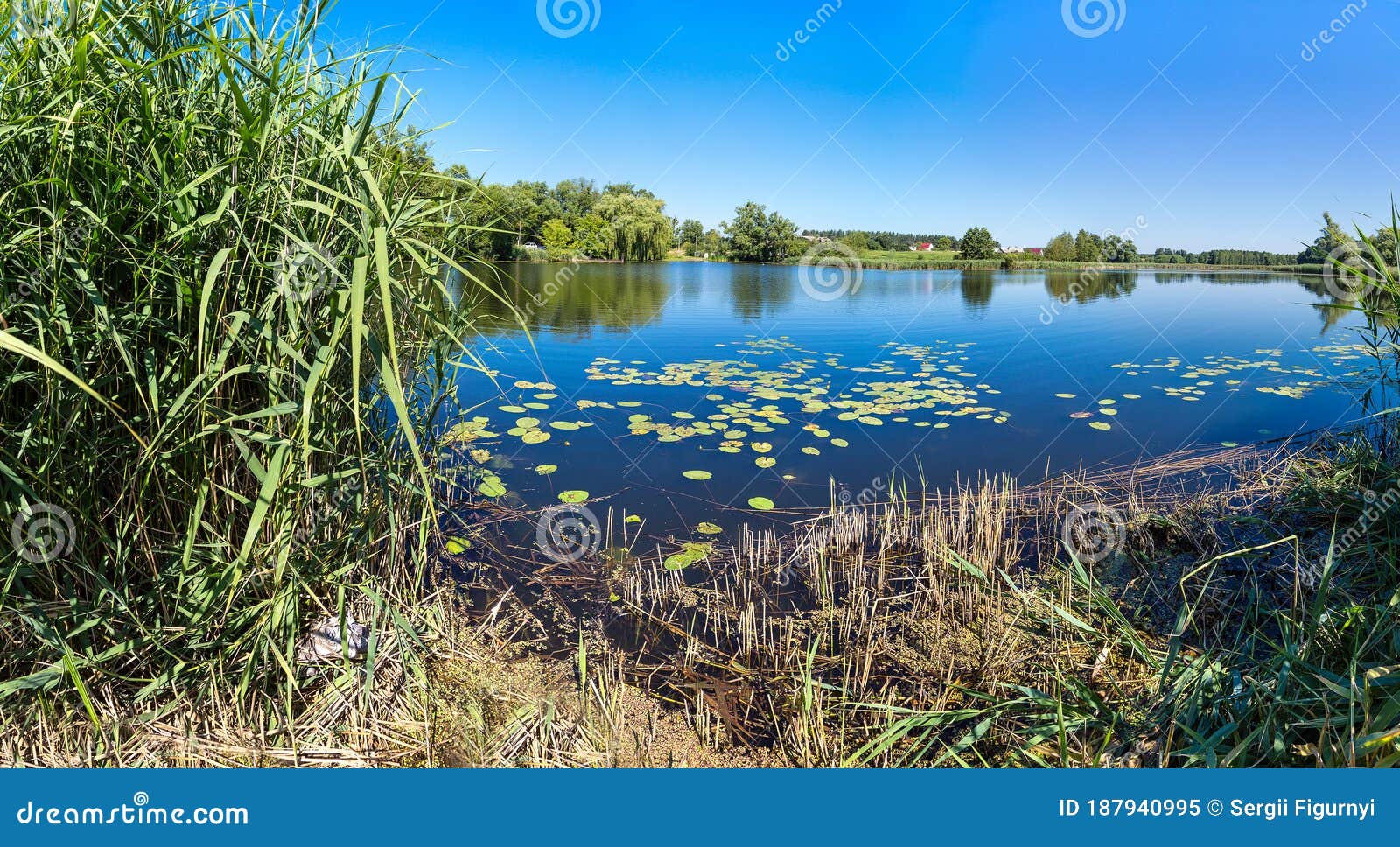 Calm pond and water plants stock image. Image of park - 187940995