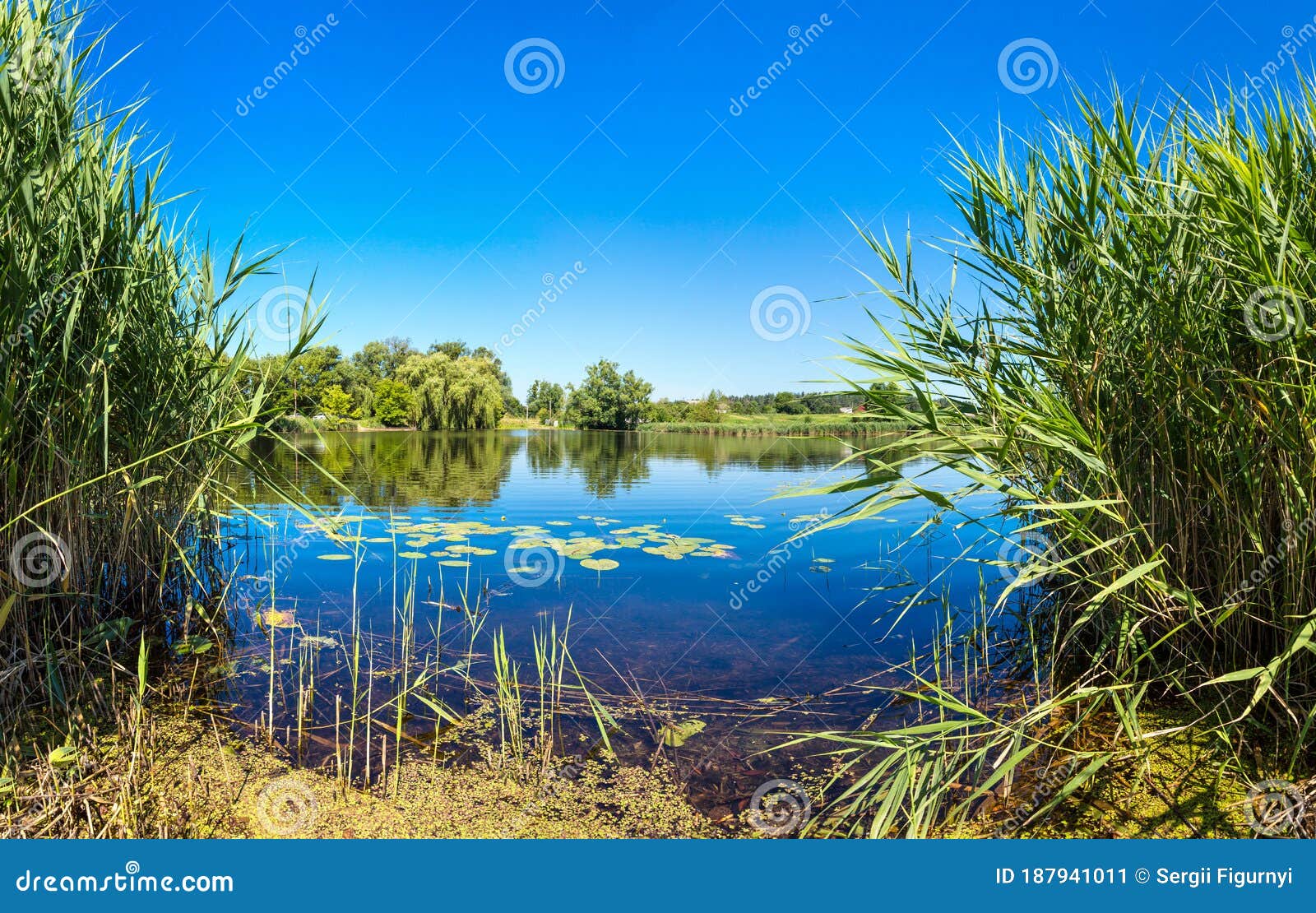 Calm pond and water plants stock image. Image of ecology - 187941011