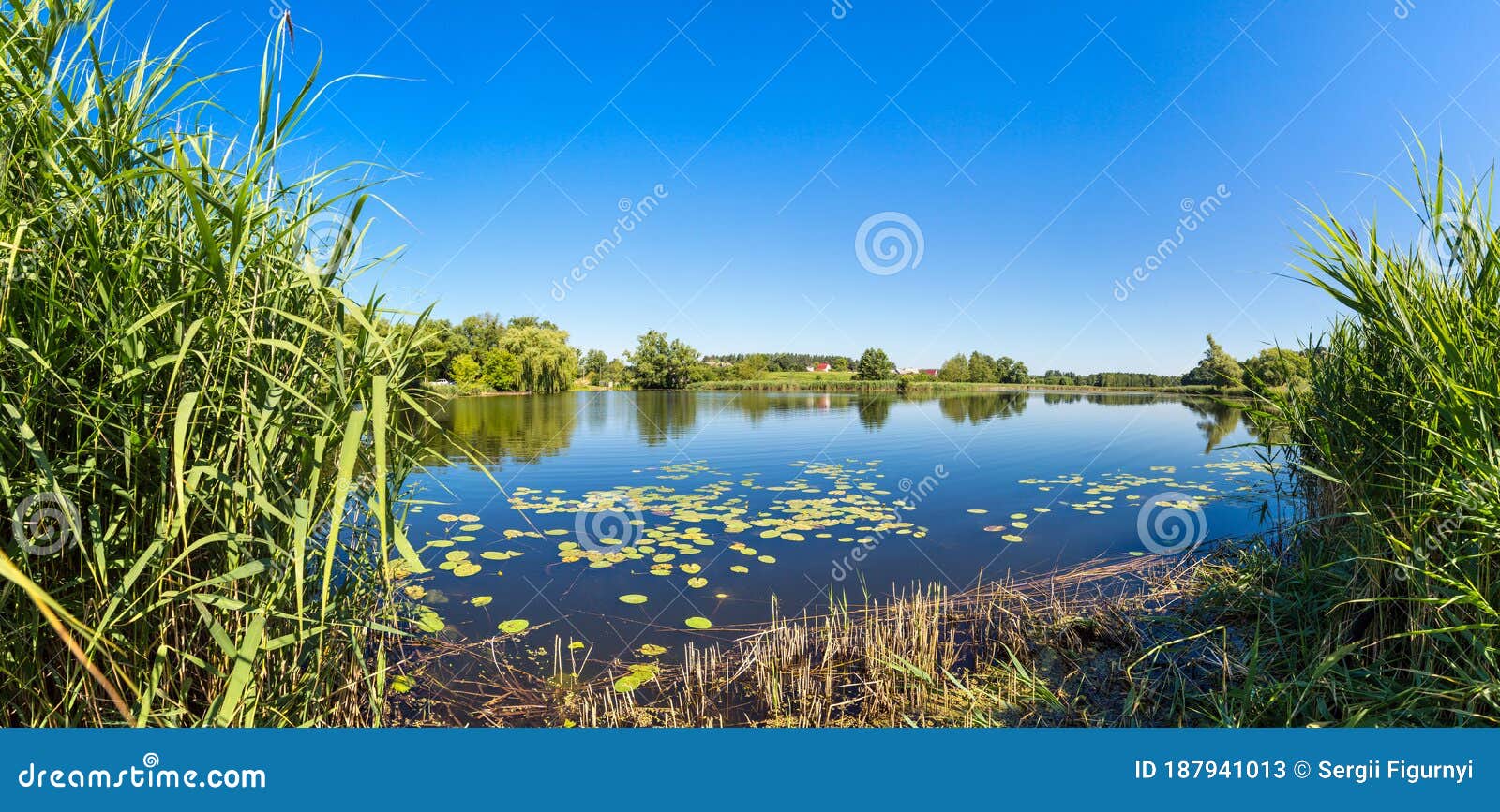 Calm pond and water plants stock image. Image of landscape - 187941013
