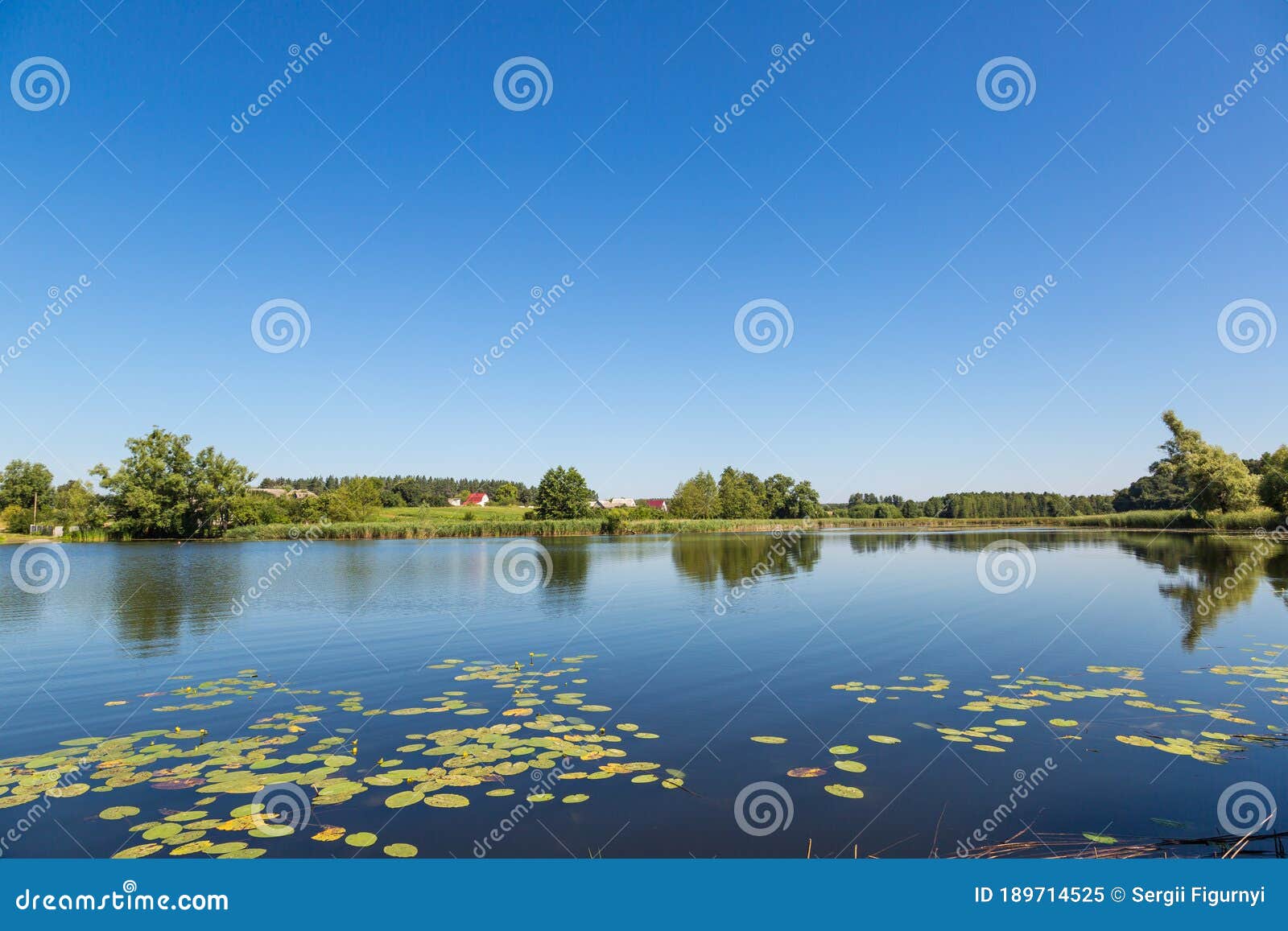 Calm pond and water plants stock image. Image of sunlight - 189714525