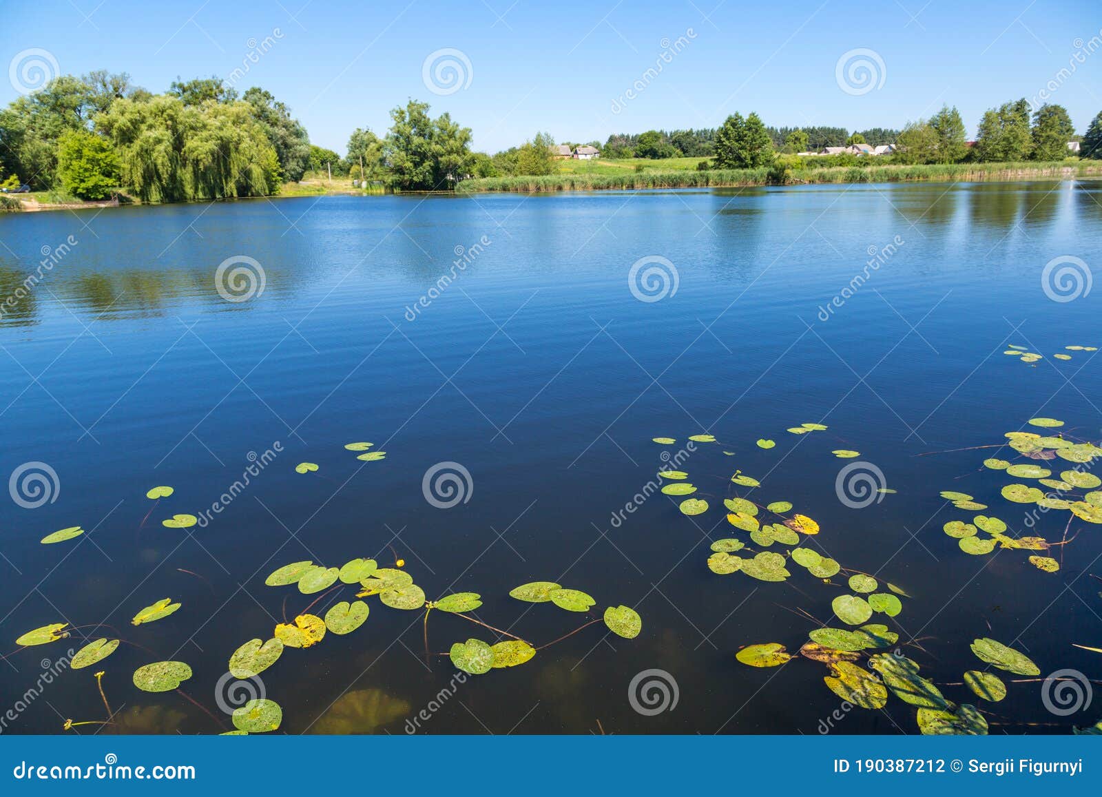 Calm pond and water plants stock photo. Image of rural - 190387212
