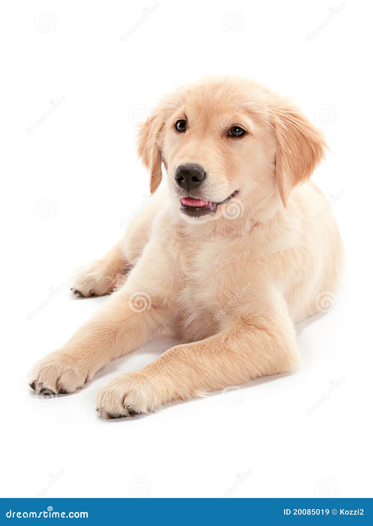 Calm Puppy stock image. Image of puppy, dogs, animal - 20085019