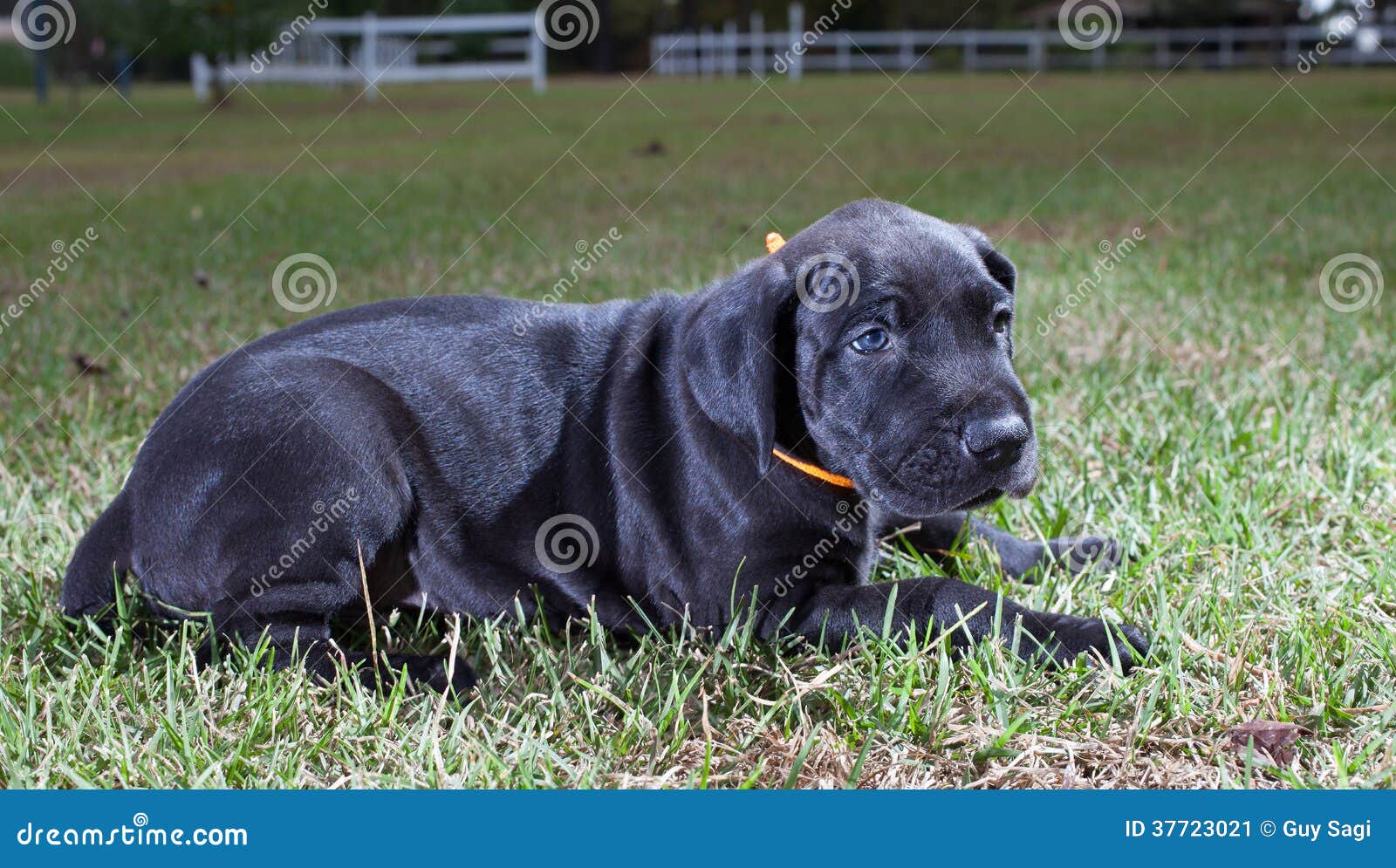 Calm puppy stock image. Image of green, gray, body, grass - 37723021