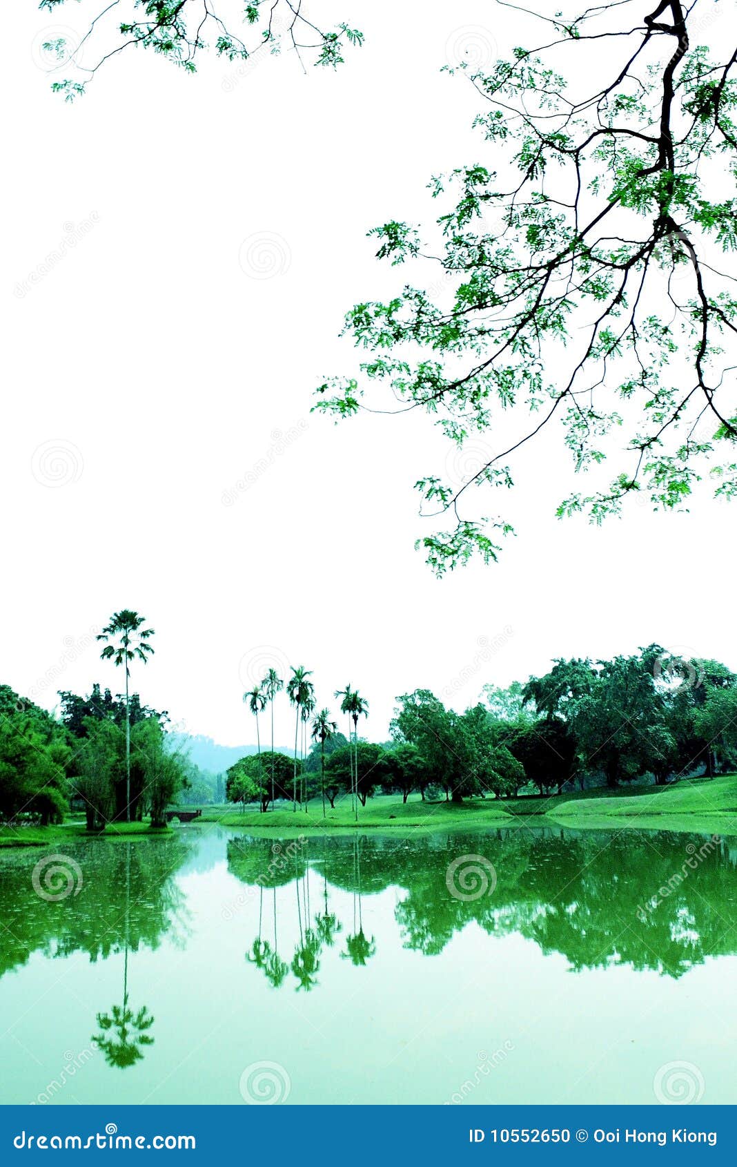 Calm and Relaxing Park stock photo. Image of tree, peaceful - 10552650