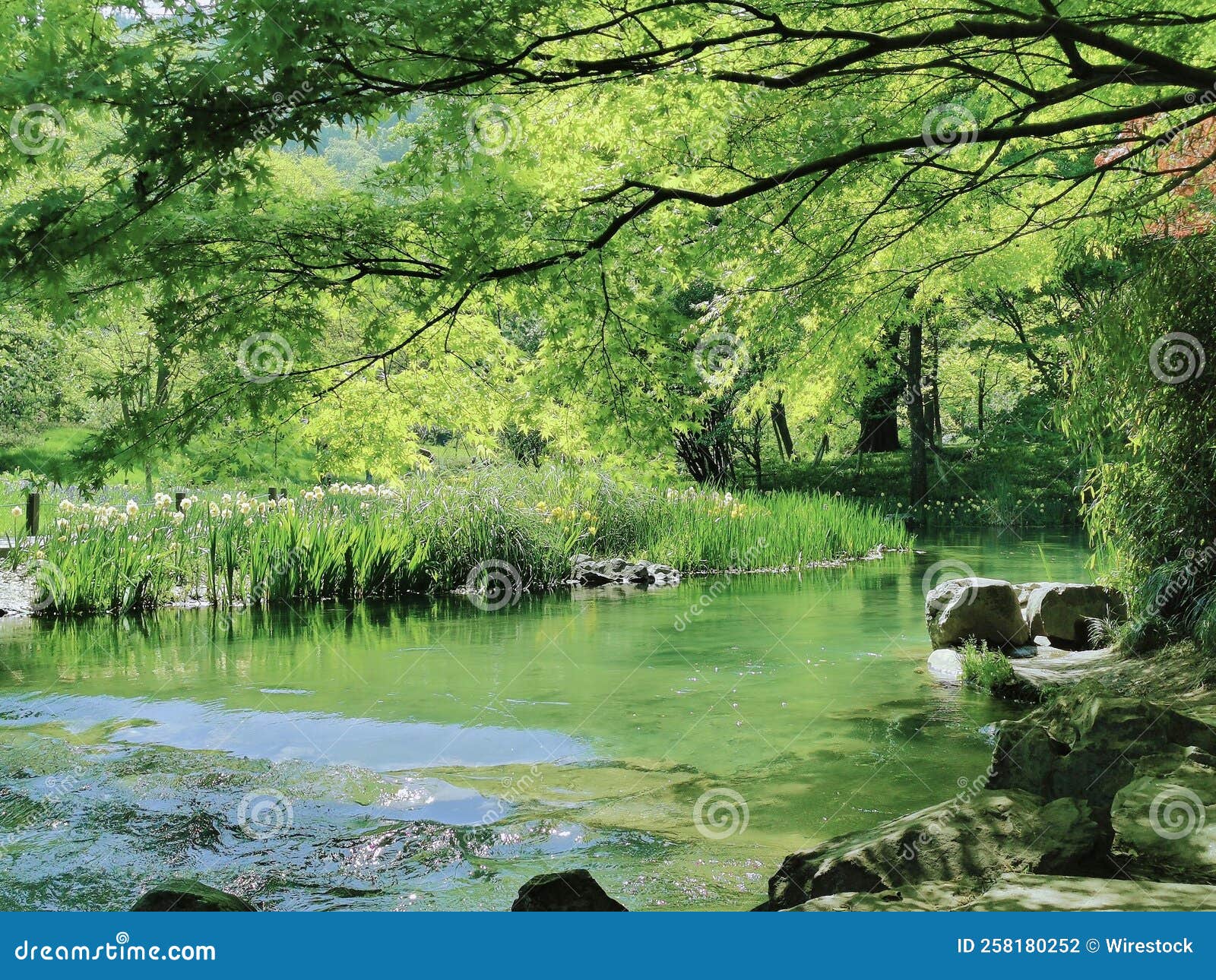 Calm River Flowing Downstream in a Park Stock Photo - Image of rock ...