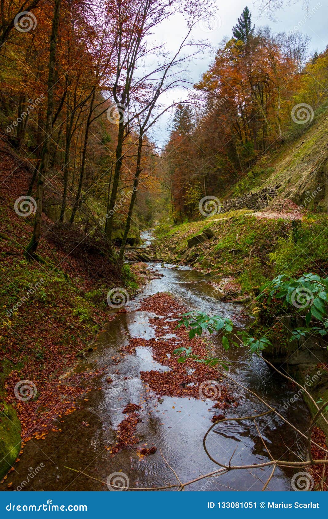 The Calm River Flows in a Beautiful Autumn Forest Stock Image - Image ... The Calm River Flows in a Beautiful Autumn Forest Stock Image - Image ...