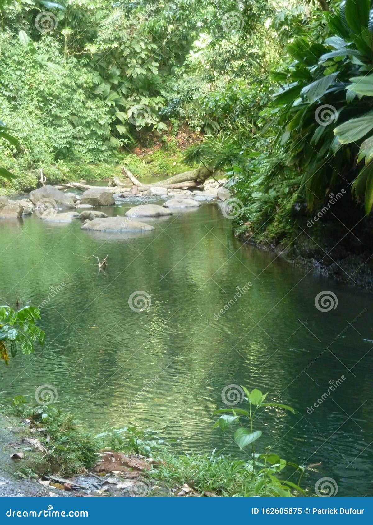 Calm River Flows into Rainforest Stock Image - Image of rocks, water ...