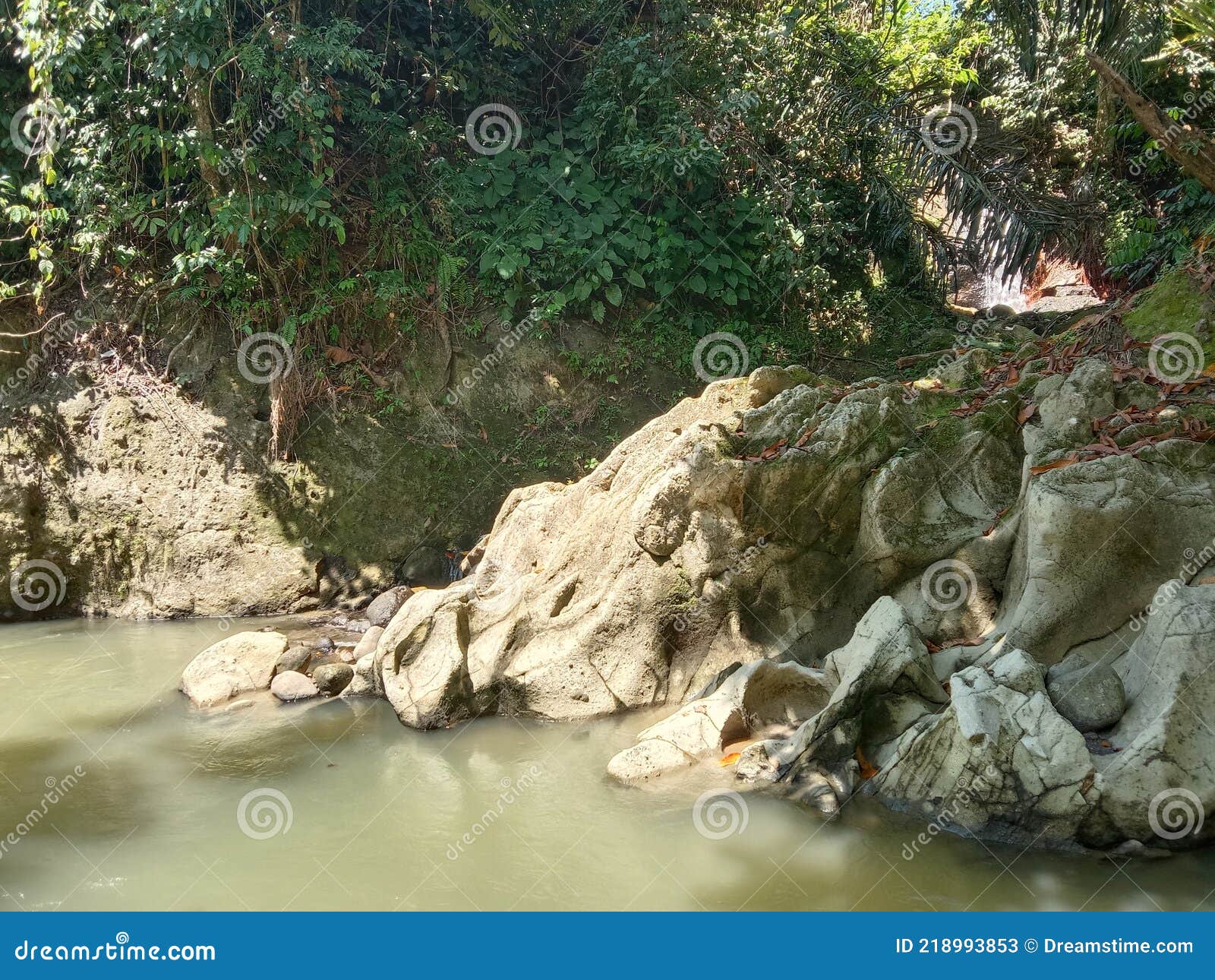 A calm river in a forest stock image. Image of wildlife - 218993853