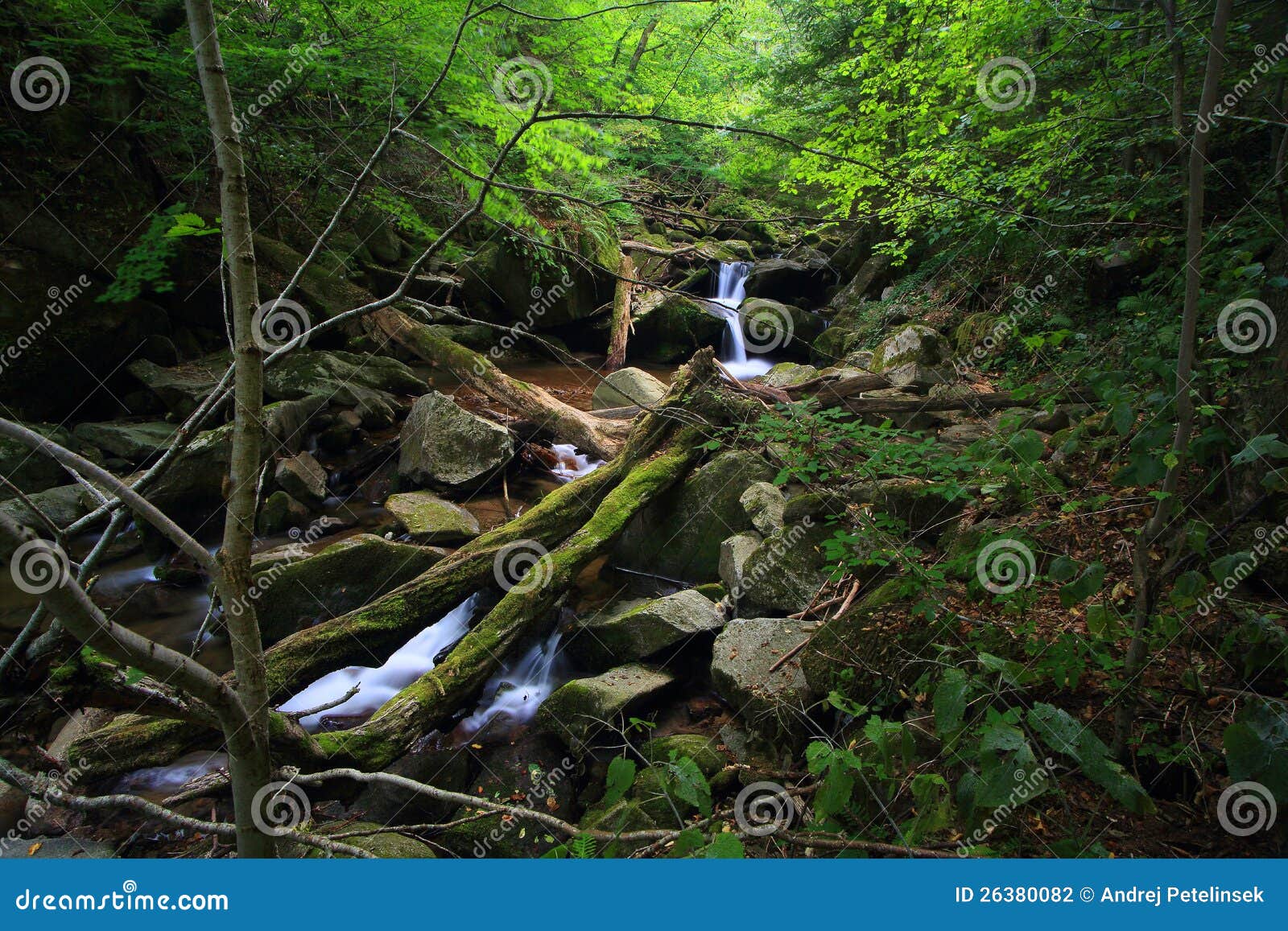 Calm River in the Middle of Forest Stock Photo - Image of bistriski ...