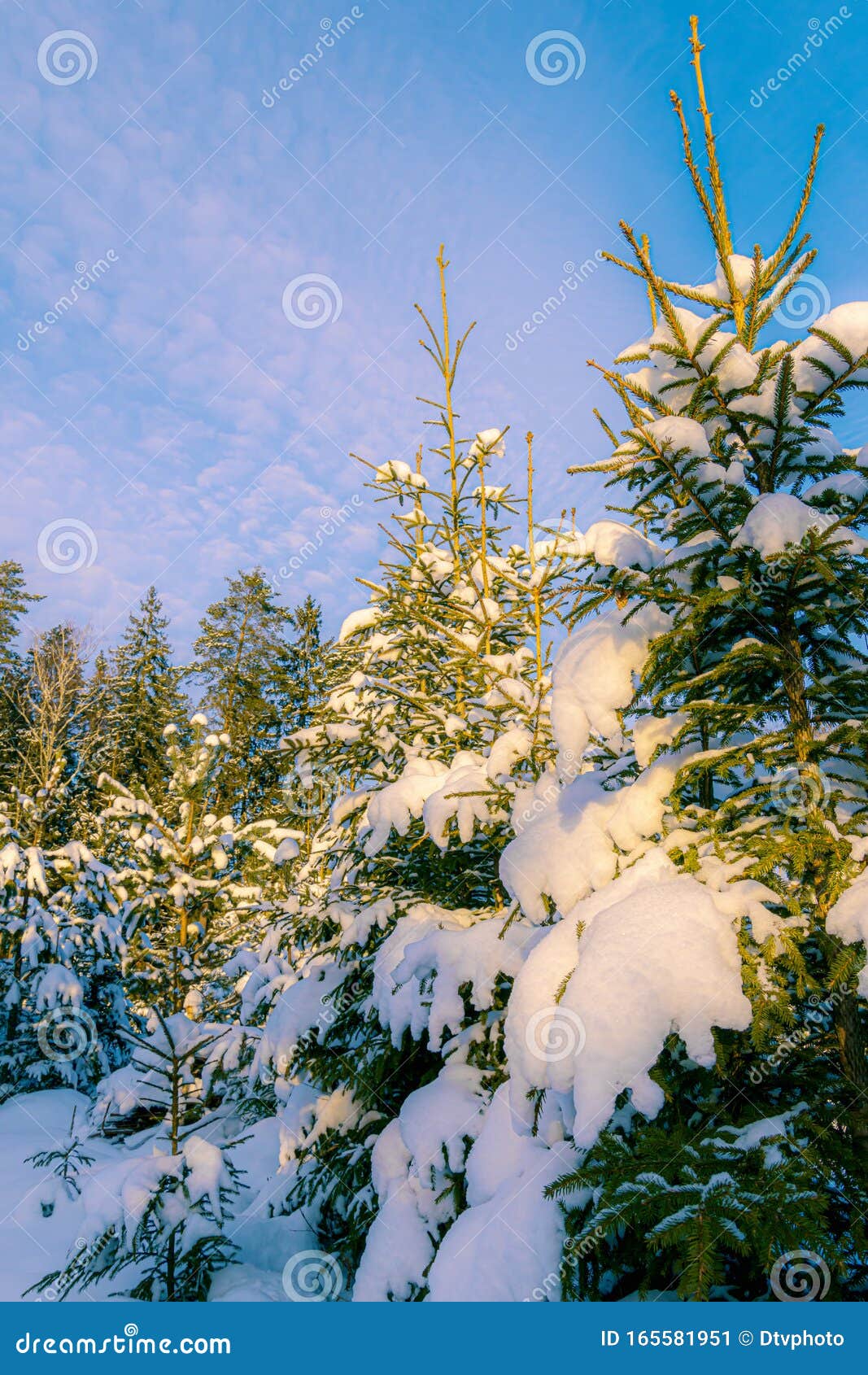 Calm Scene in the Winter Forest Stock Image - Image of nature, cover ...