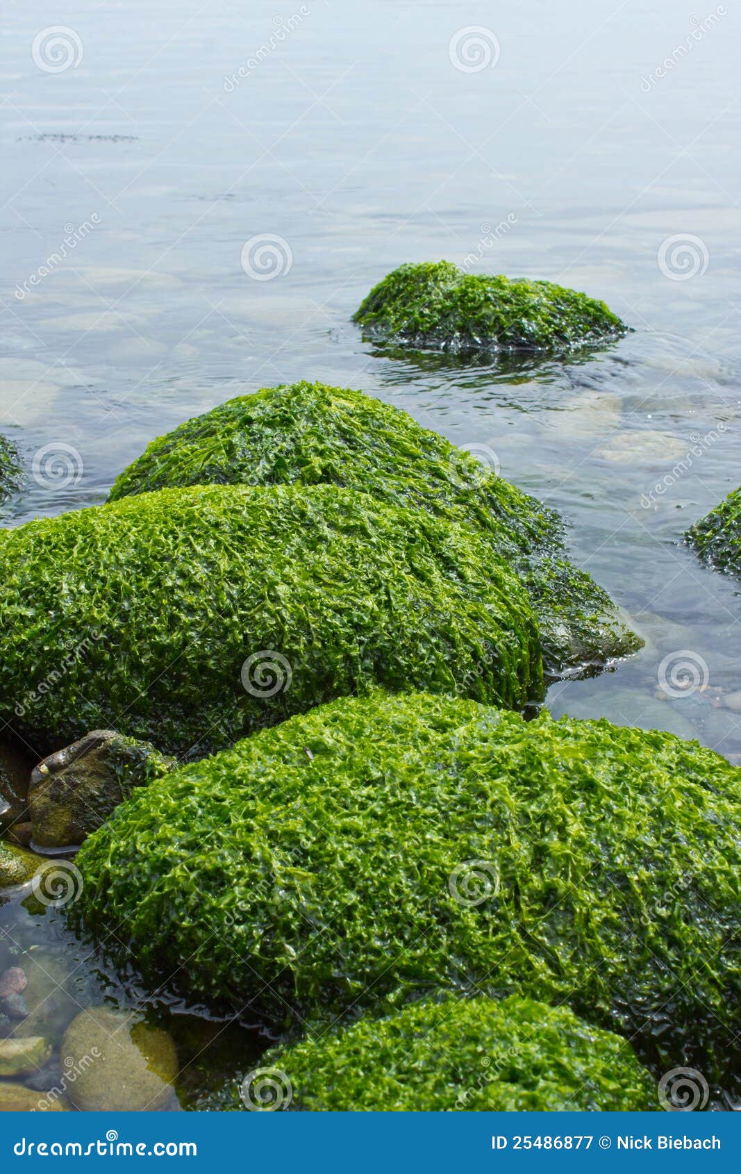 Calm Seascape with Algae Covered Rocks Stock Image - Image of clean ...