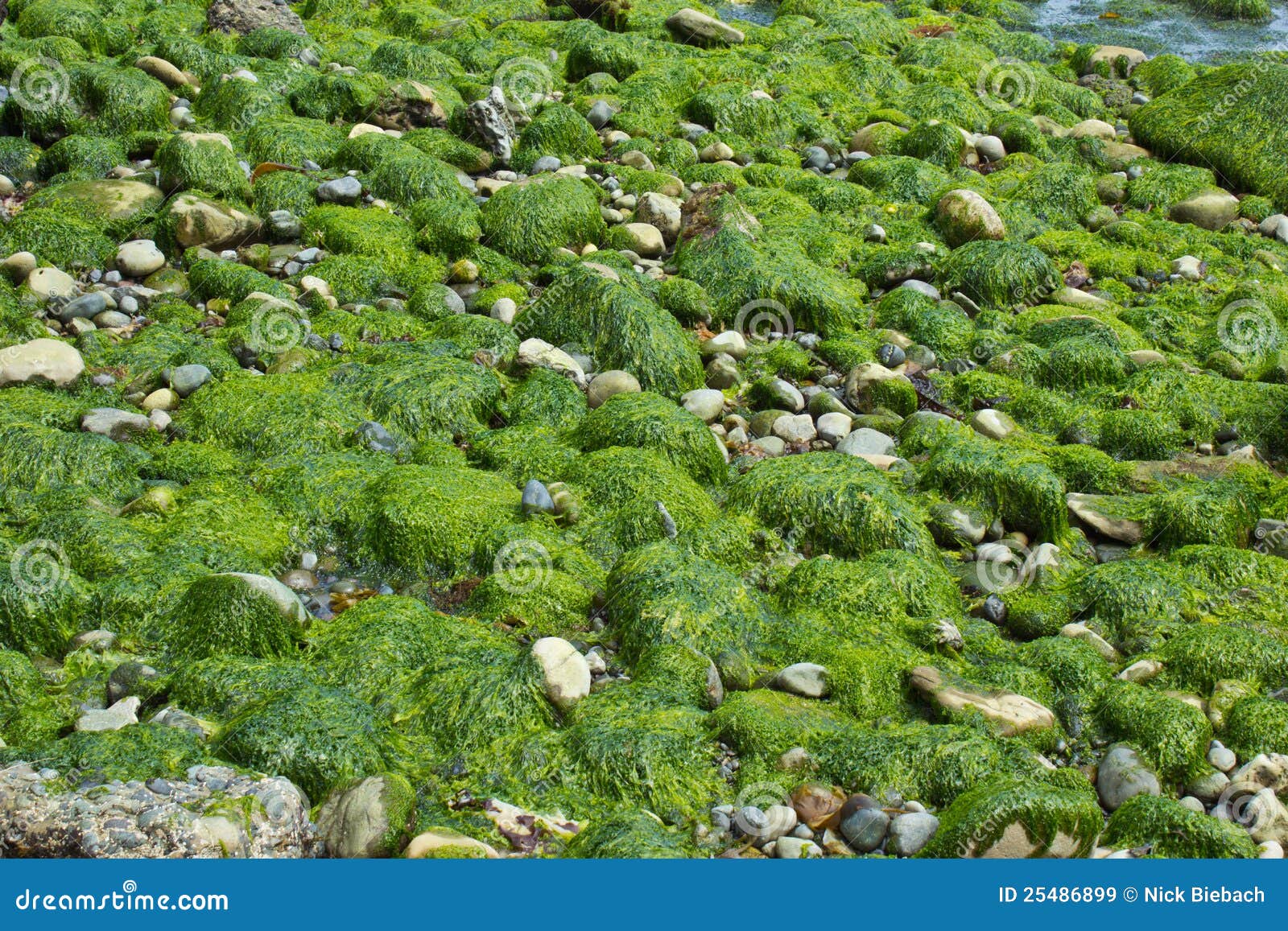 Calm Seascape with Algae Covered Rocks Stock Image - Image of pacific ...