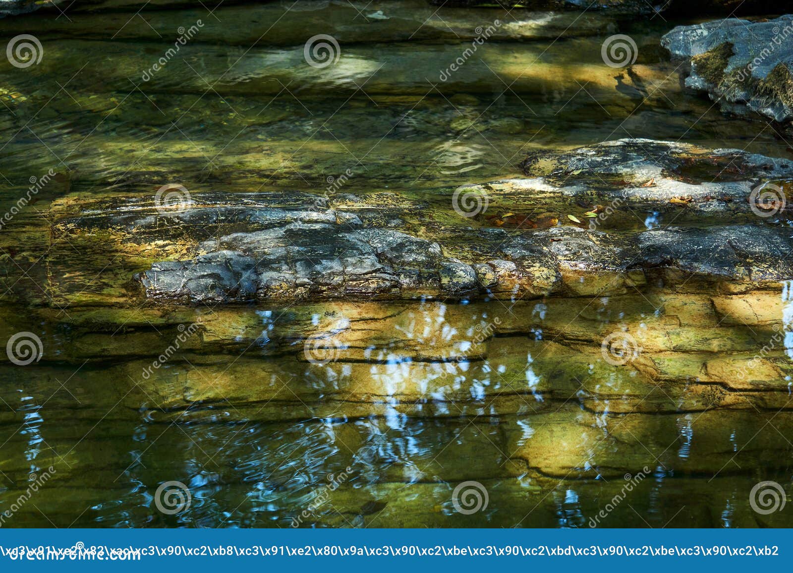 Calm Section of a Mountain Stream with Clear Water and Rocky Bottom ...