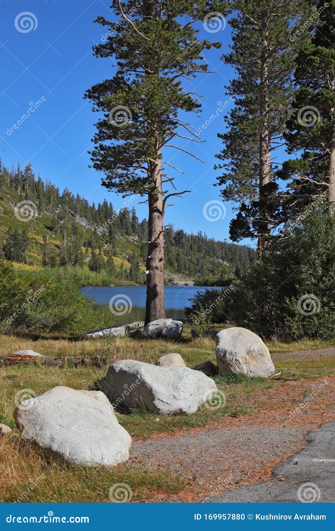 The Mammoth Lake among Forests Stock Photo - Image of perfection ...